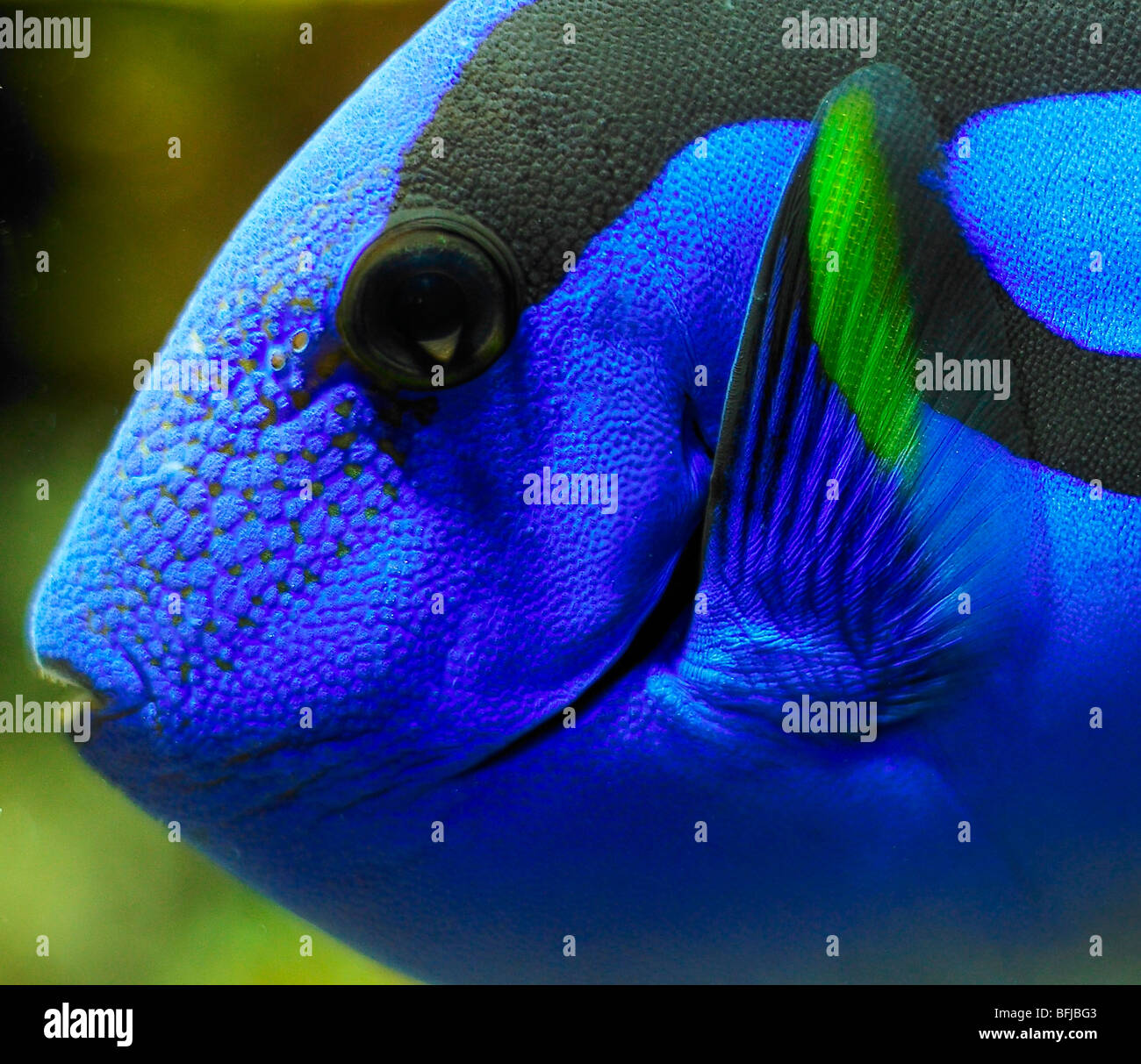 Regal tang fish Banque de photographies et d’images à haute résolution ...