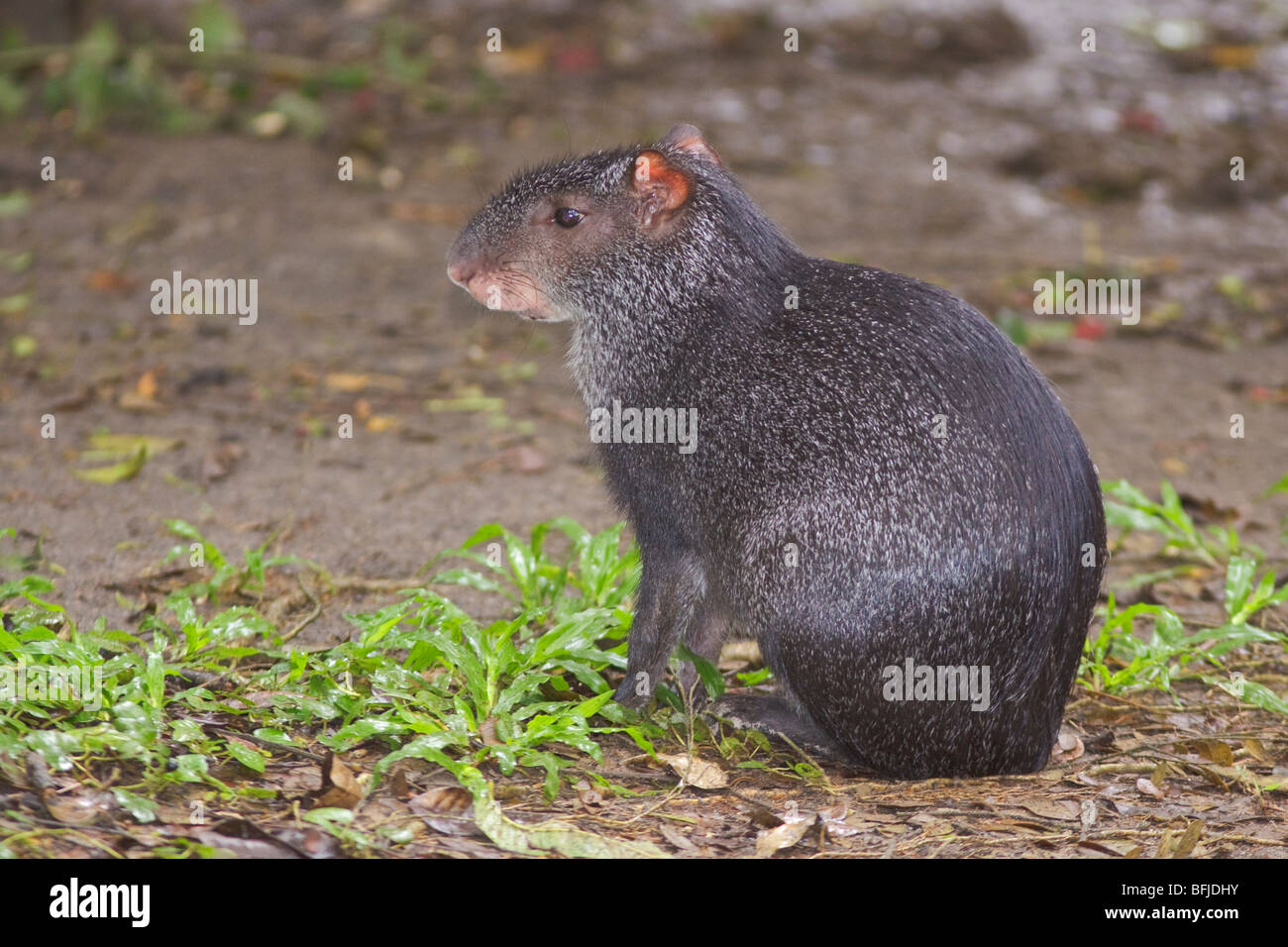 Black agouti Banque de photographies et d’images à haute résolution - Alamy