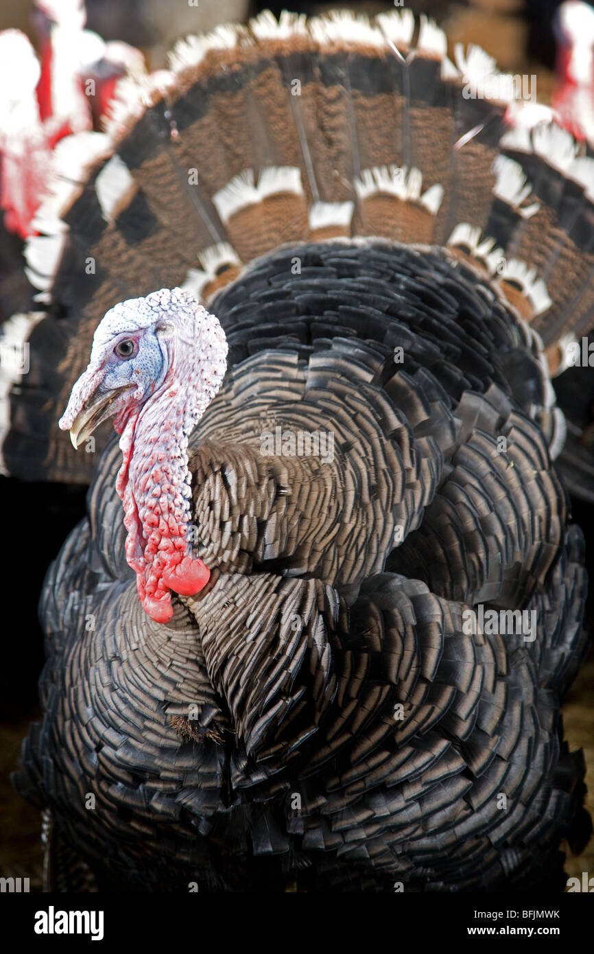Dindes de ferme Banque de photographies et d’images à haute résolution ...