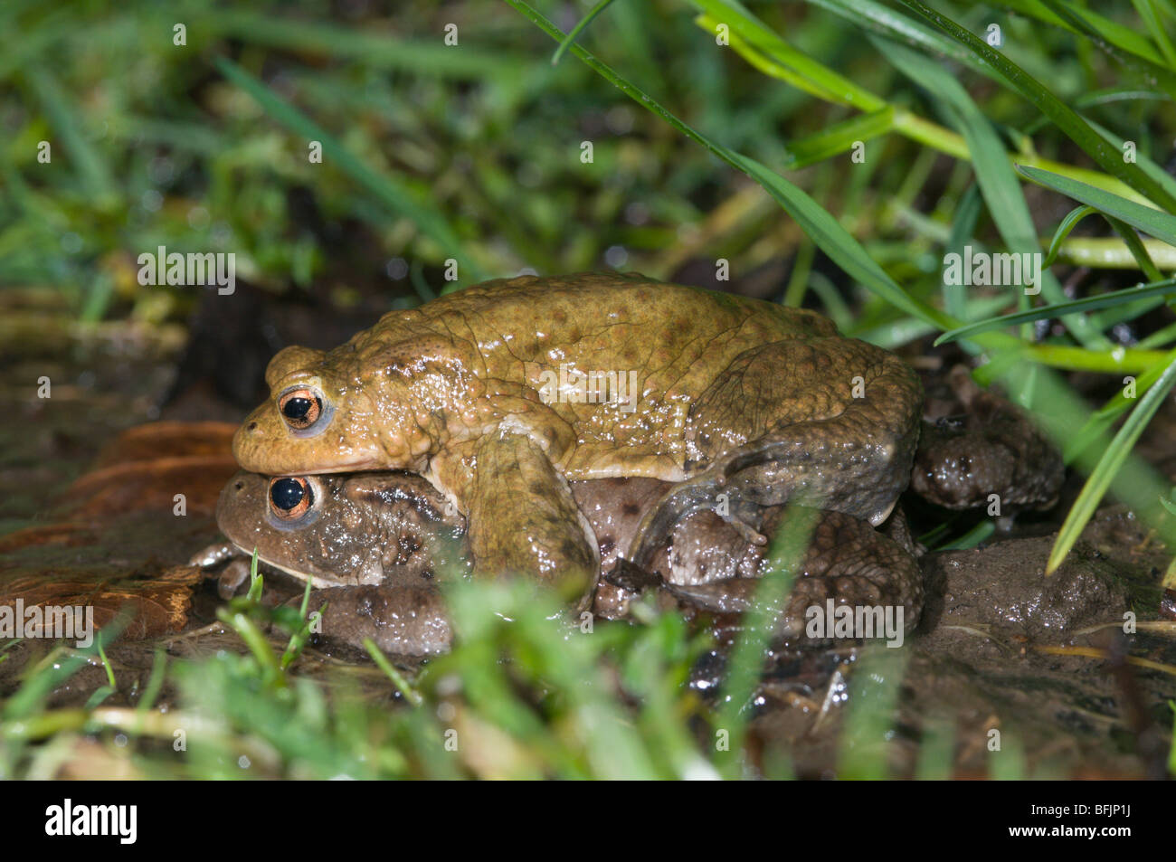Les crapauds migrent Banque de photographies et d’images à haute ...