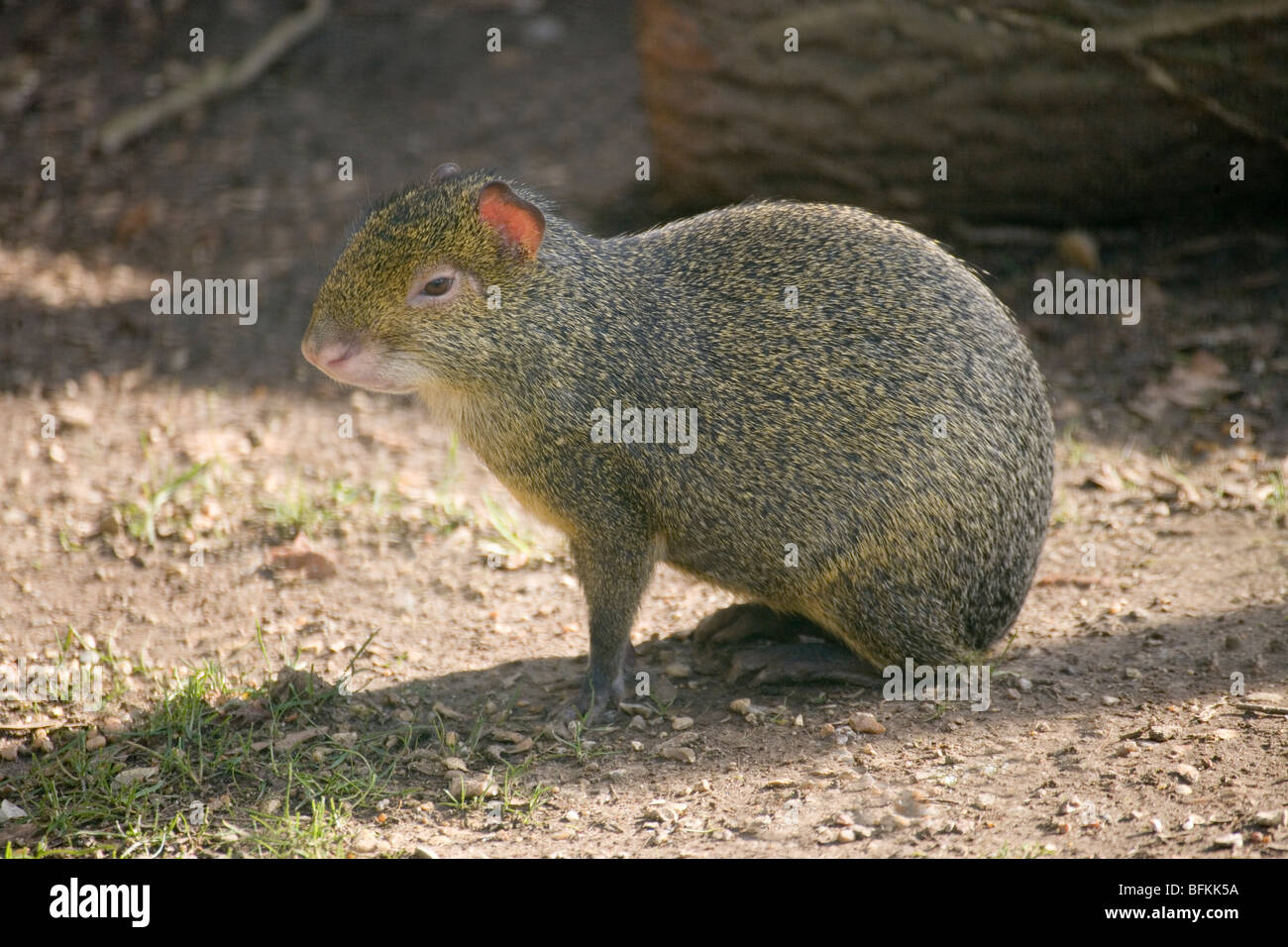 Les azaras agouti Banque de photographies et d’images à haute ...