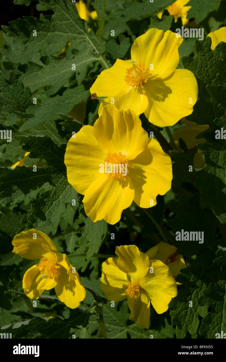 Stylophorum diphyllum Banque de photographies et d’images à haute ...