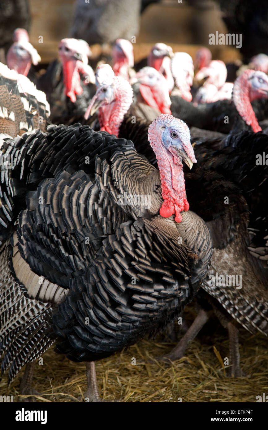 Dindes de ferme Banque de photographies et d’images à haute résolution ...