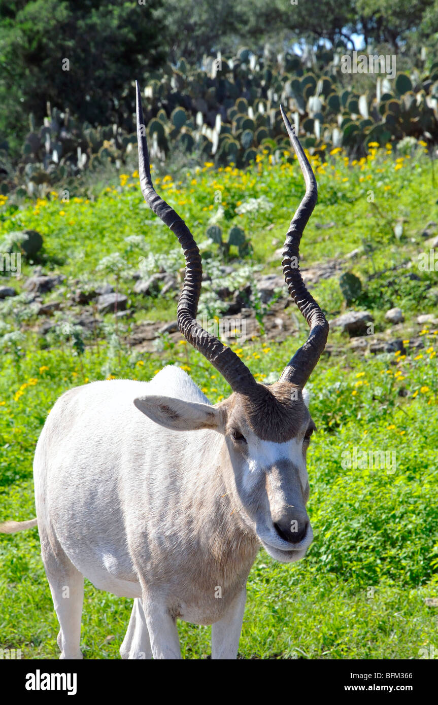 Addax Banque de photographies et d’images à haute résolution - Alamy