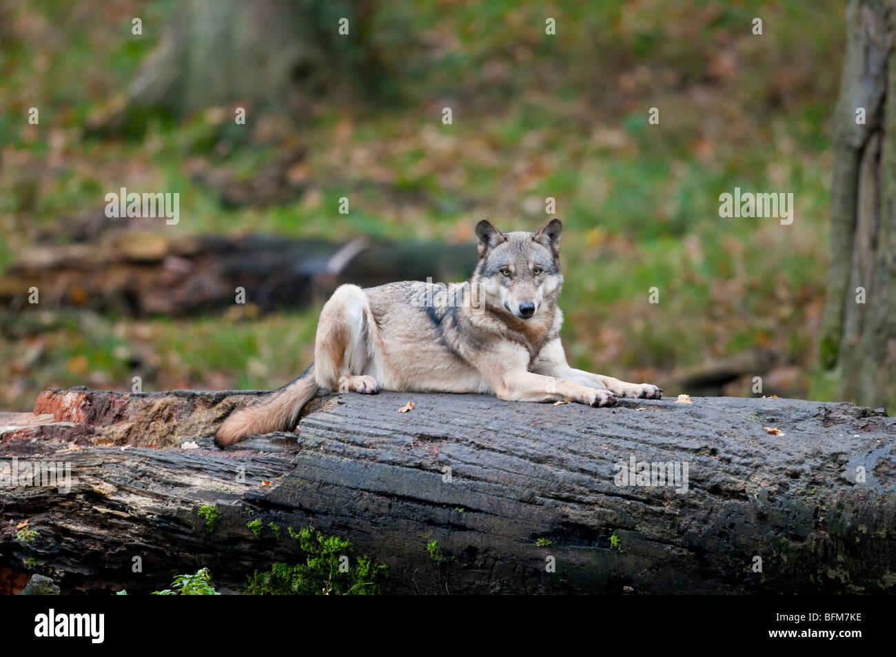 Wolf tree Banque de photographies et d’images à haute résolution - Alamy