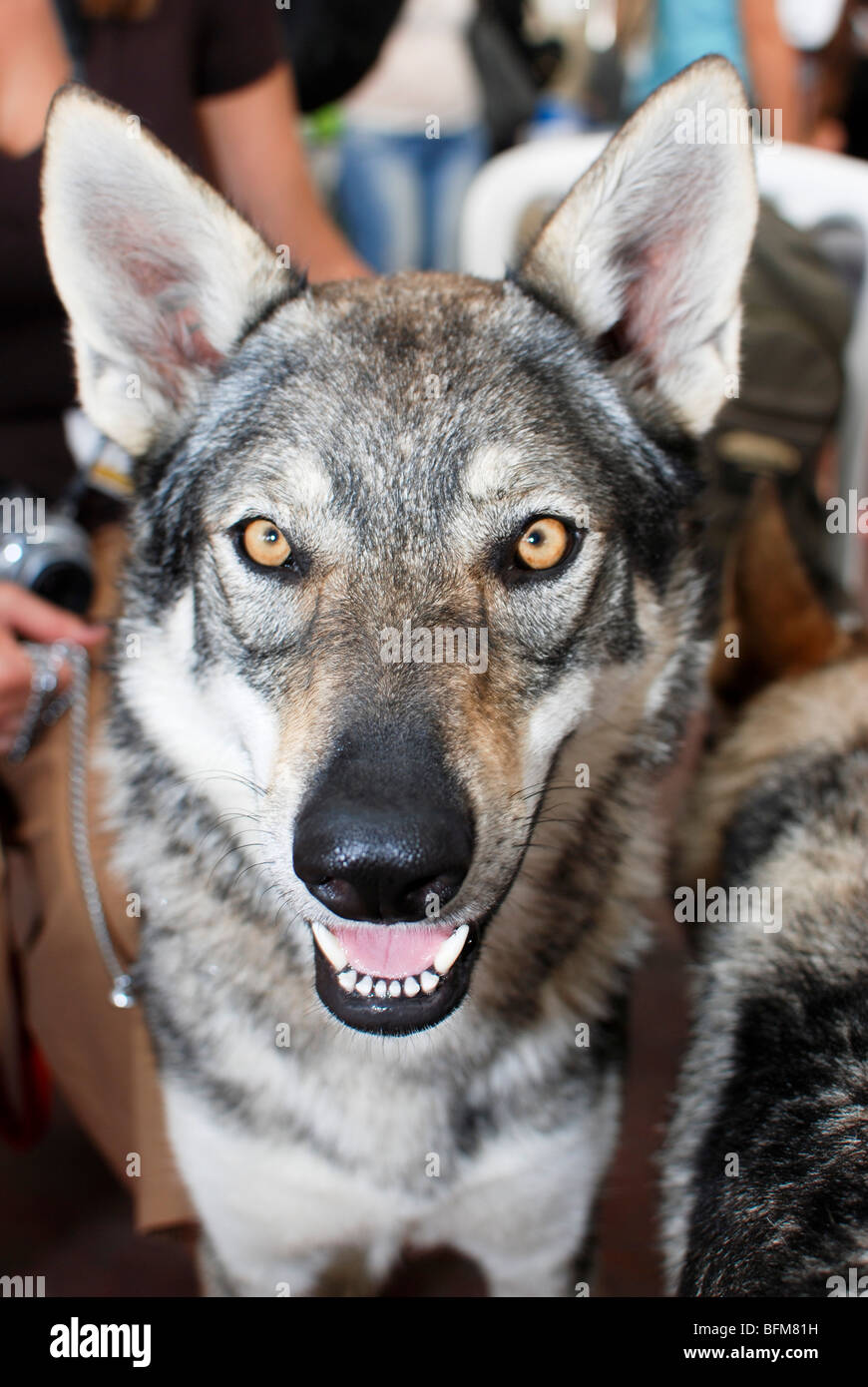 Czech wolfdog Banque de photographies et d’images à haute résolution ...