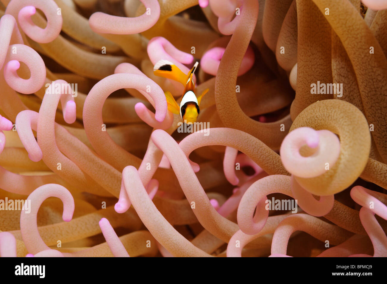 Poisson clown de mer rouge amphiprion bicinctus Banque de photographies ...