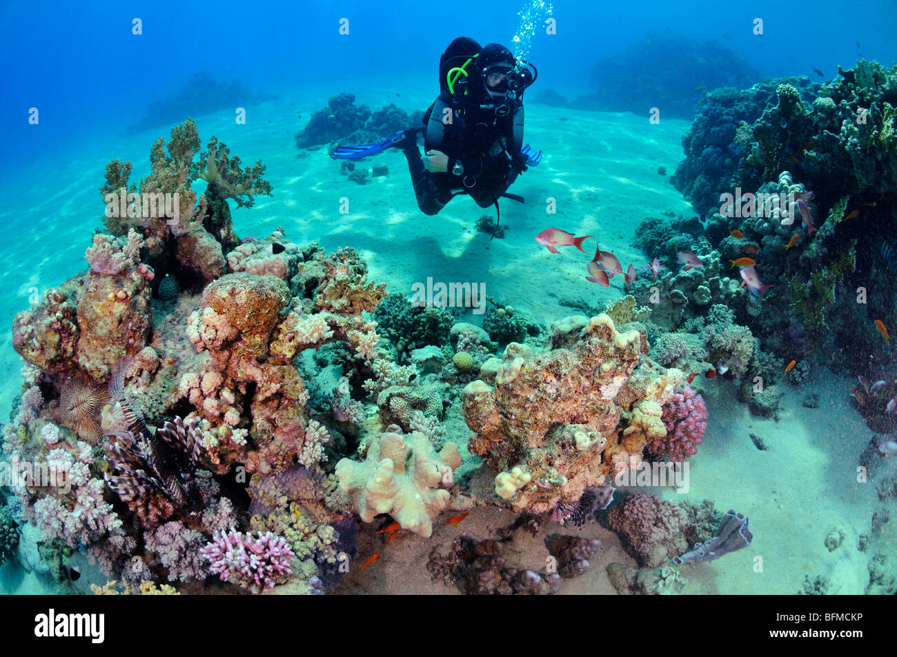 Gulf Aqaba Egypt Banque d'image et photos - Alamy