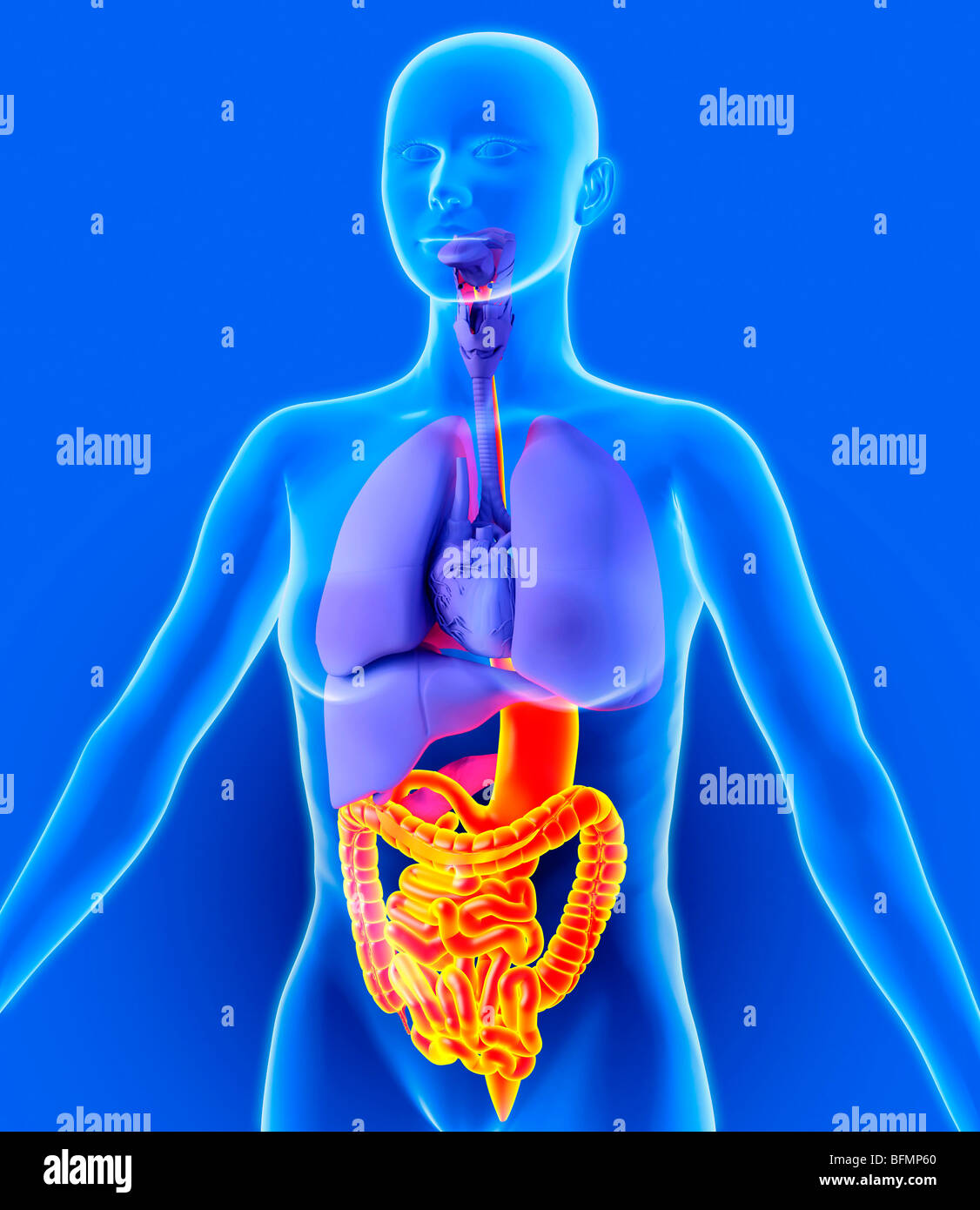 Modèle anatomique du tube digestif Banque de photographies et d’images ...