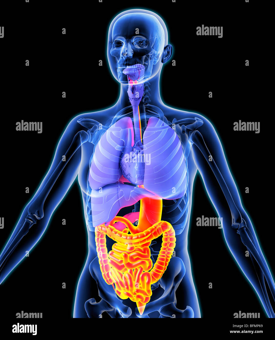 Modèle anatomique du tube digestif Banque de photographies et d’images ...