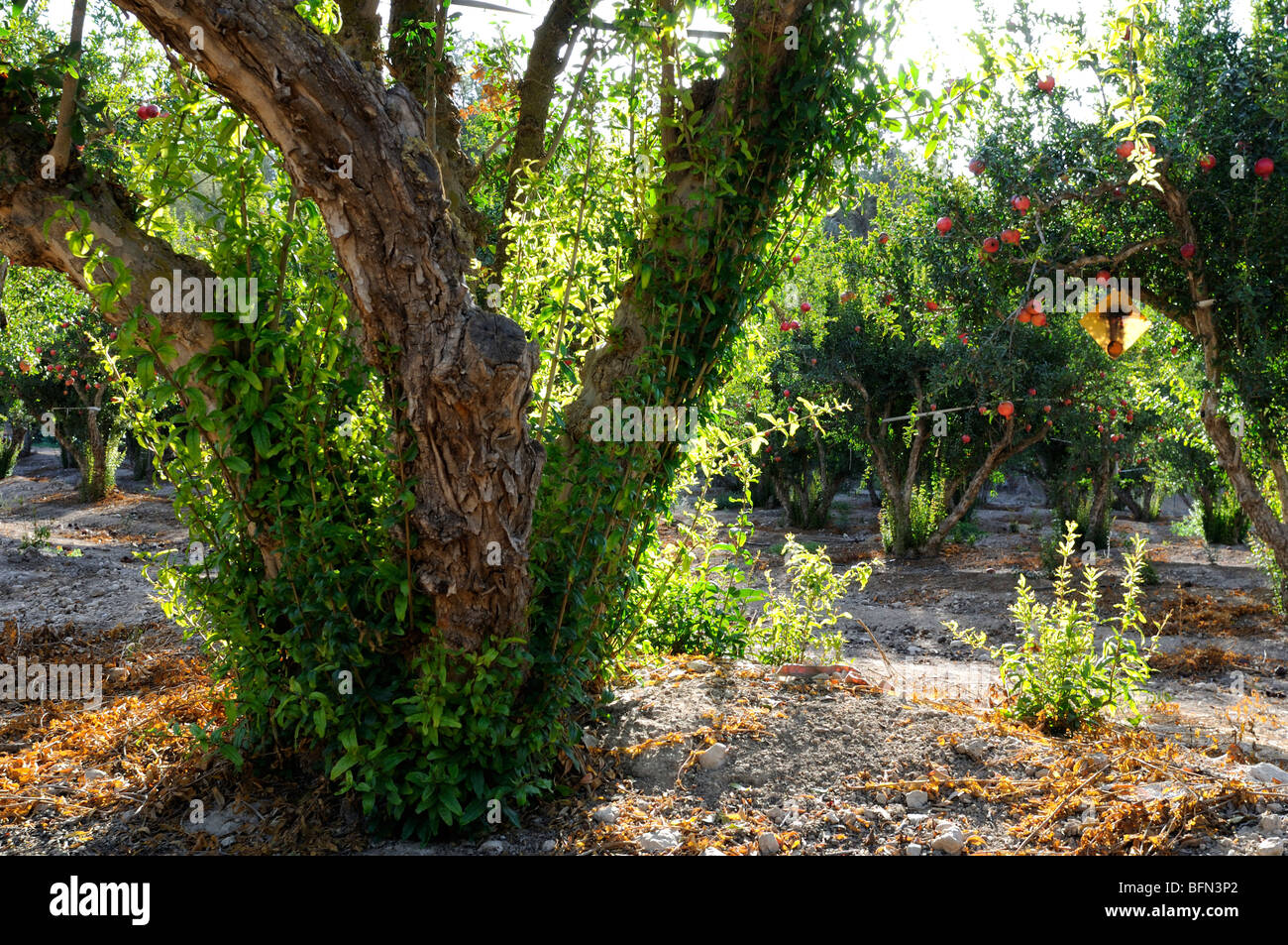 Grenadier arbre Banque de photographies et d’images à haute résolution ...