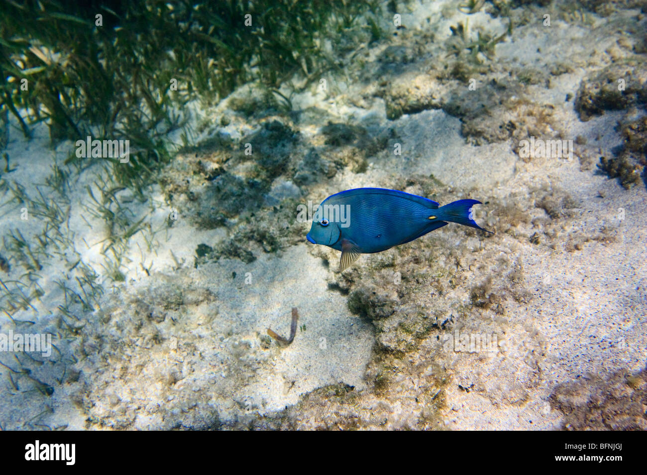 Poisson tang Banque d'image et photos - Alamy