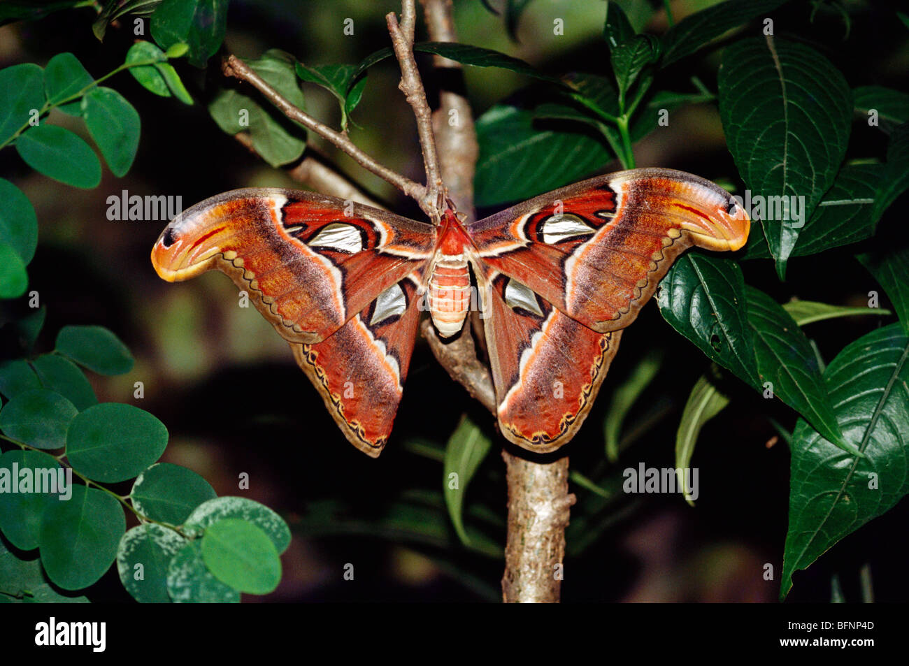 60274 IKA : insectes ; atlas attacus atlas moth Indian world's largest ...
