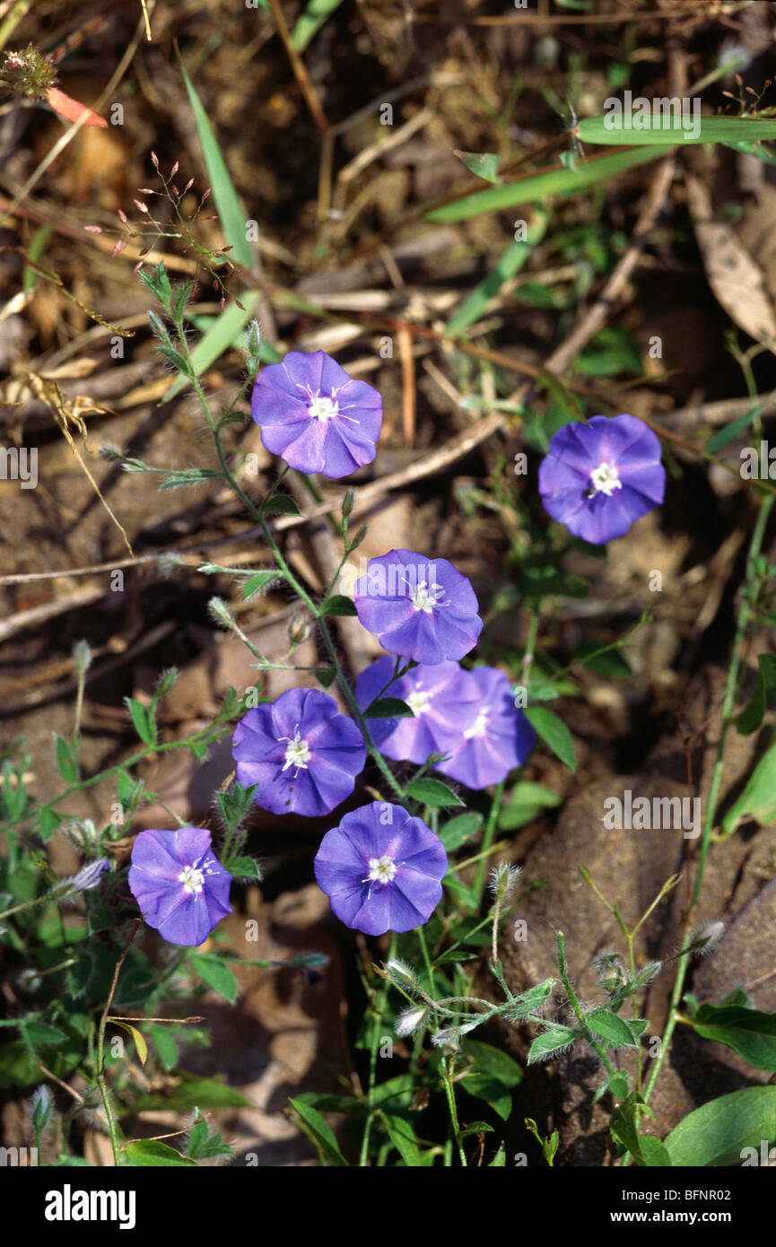 Shaukpumpi vishnukranta ; Evolvulus Alsinoides ; Convolvulus prostratus ...