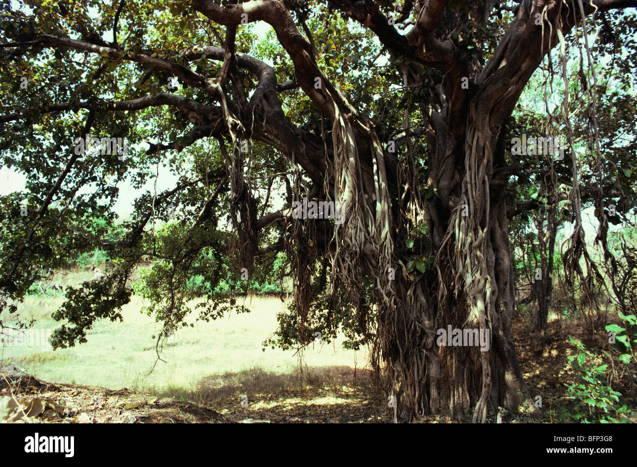 Grand banian Banque de photographies et d’images à haute résolution - Alamy