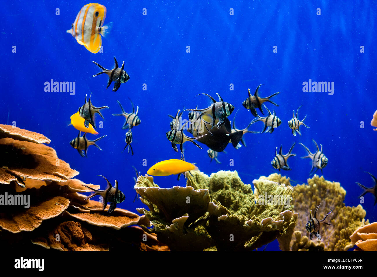 Aquarium station Banque de photographies et d’images à haute résolution ...