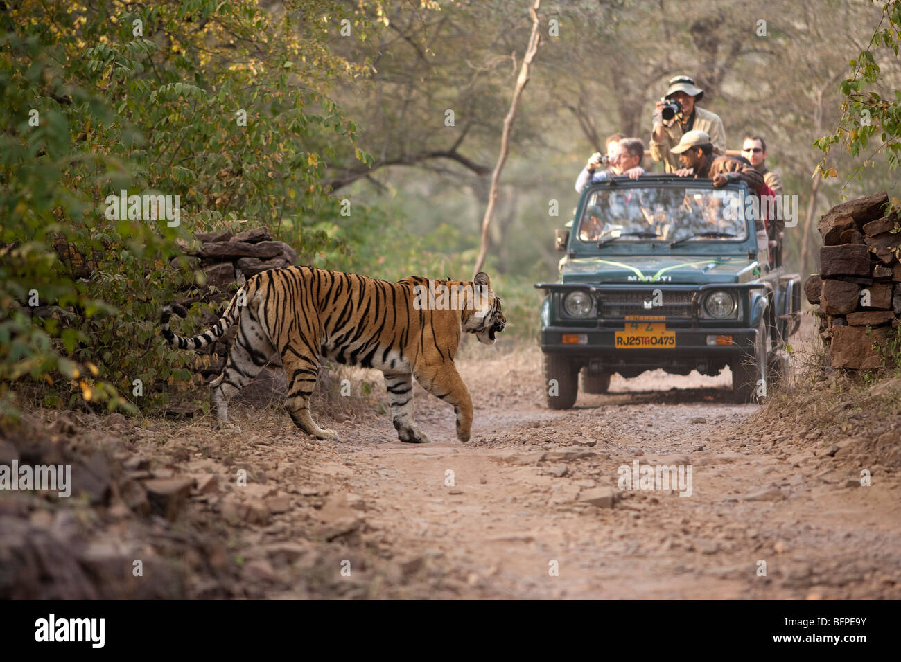 Reine de Ranthambhore Tiger machali T-16 La marche et le touriste ...