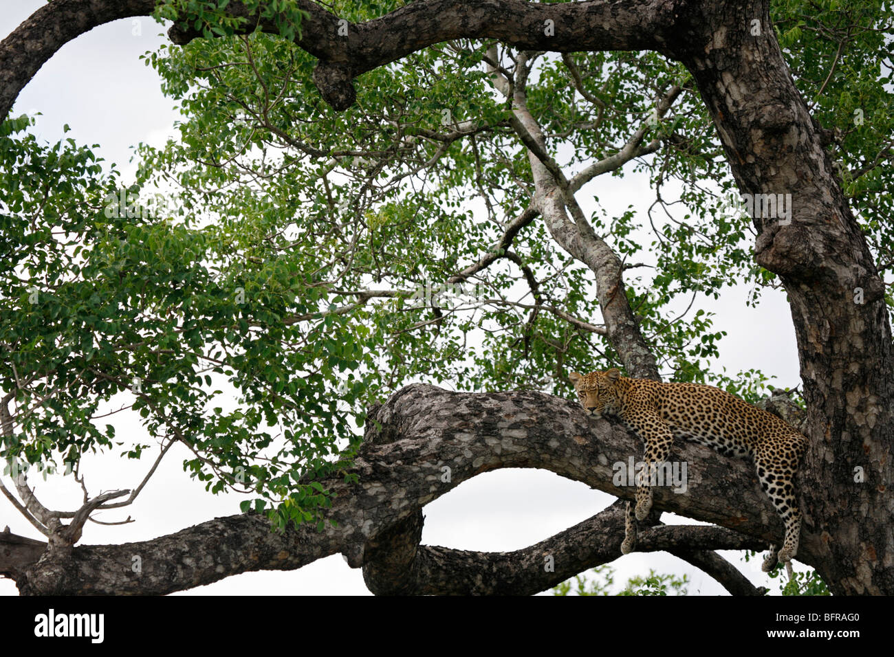 Un léopard femelle allongé sur une branche dans un arbre Marula Photo ...