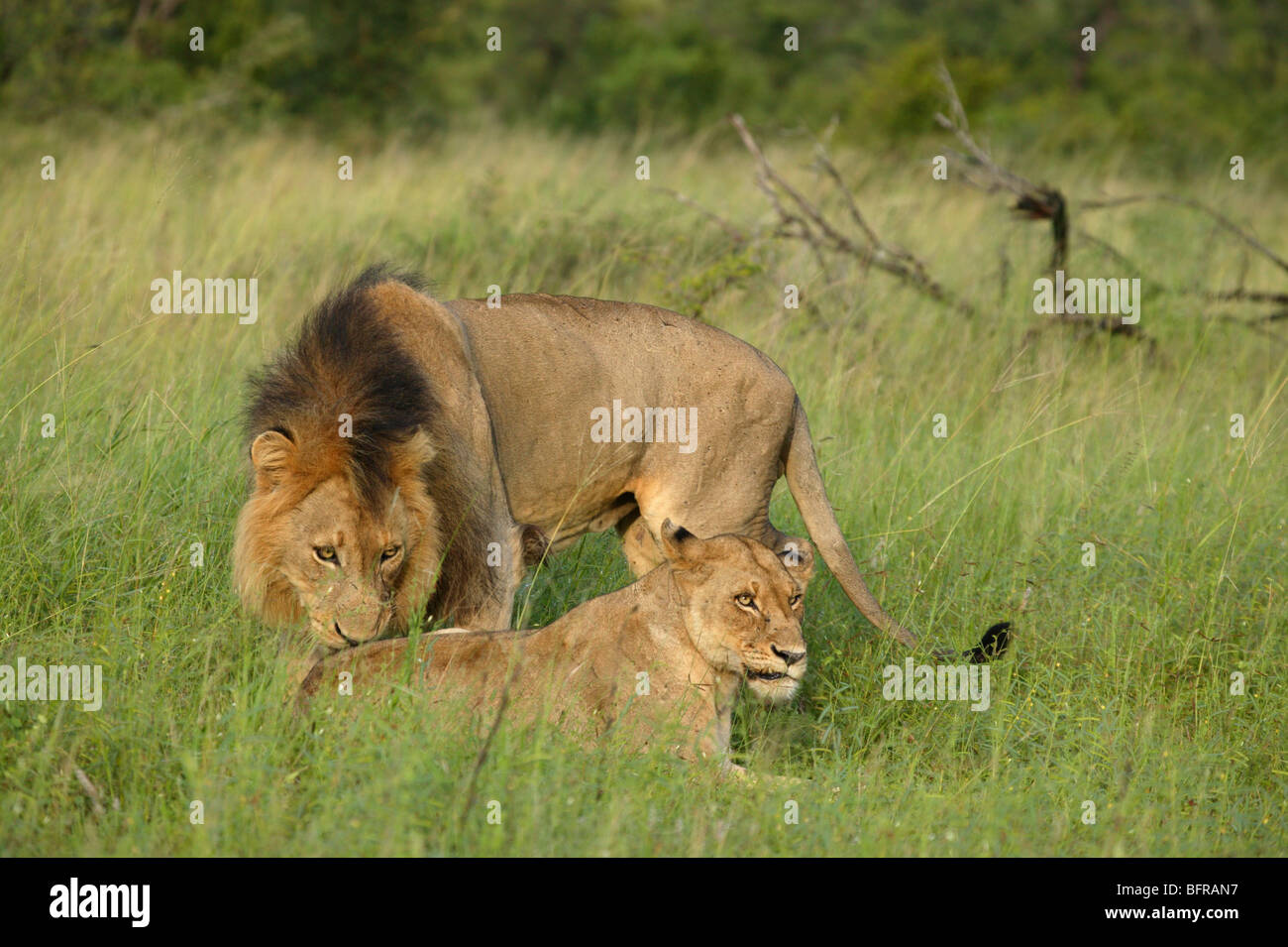 Paire d'accouplement de lions avec un homme d'essence pour tester la ...