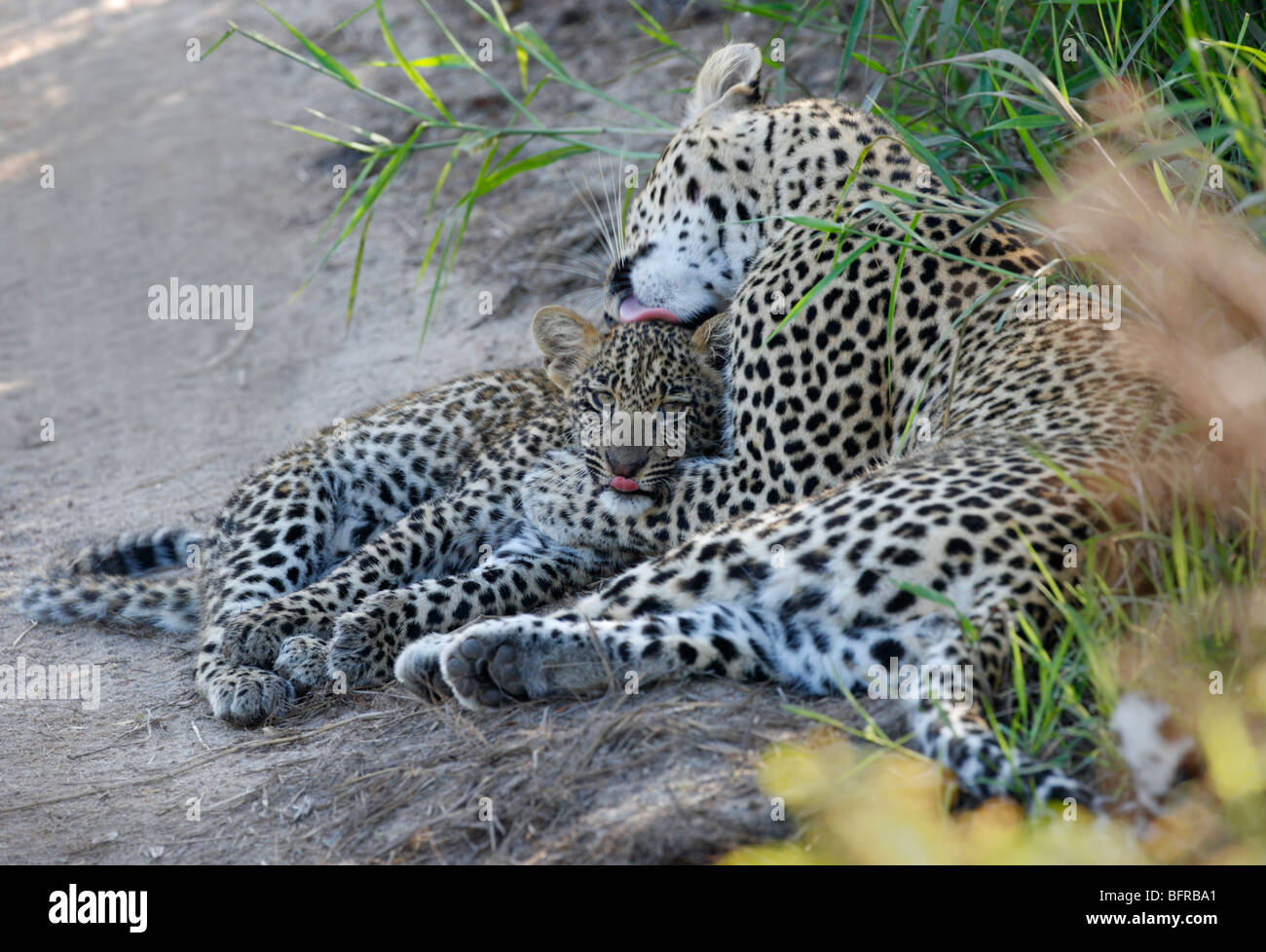 Leopard cub cute Banque de photographies et d’images à haute résolution ...