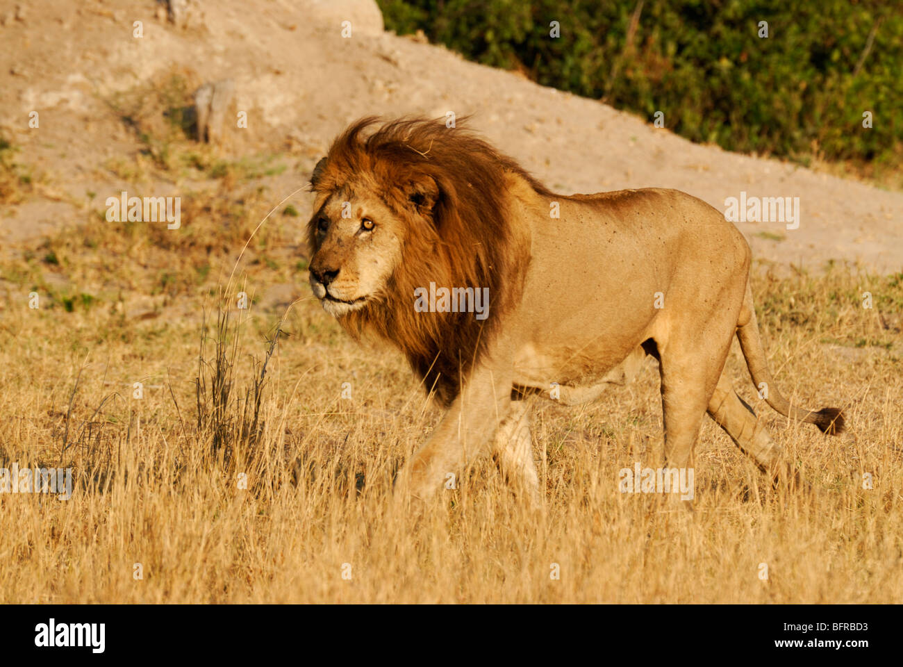 Lion walking Banque de photographies et d’images à haute résolution - Alamy