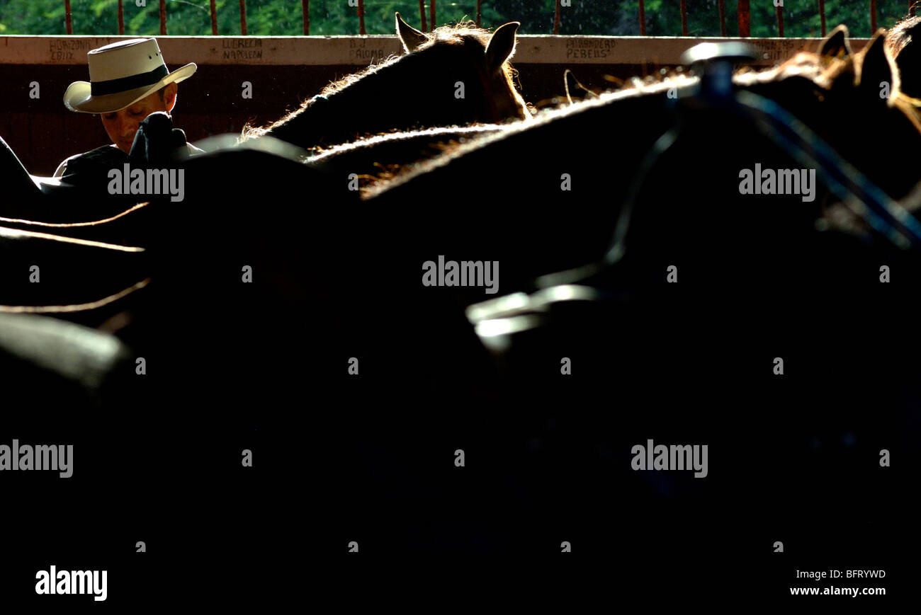 Cheval ranch daimari Banque de photographies et d’images à haute ...