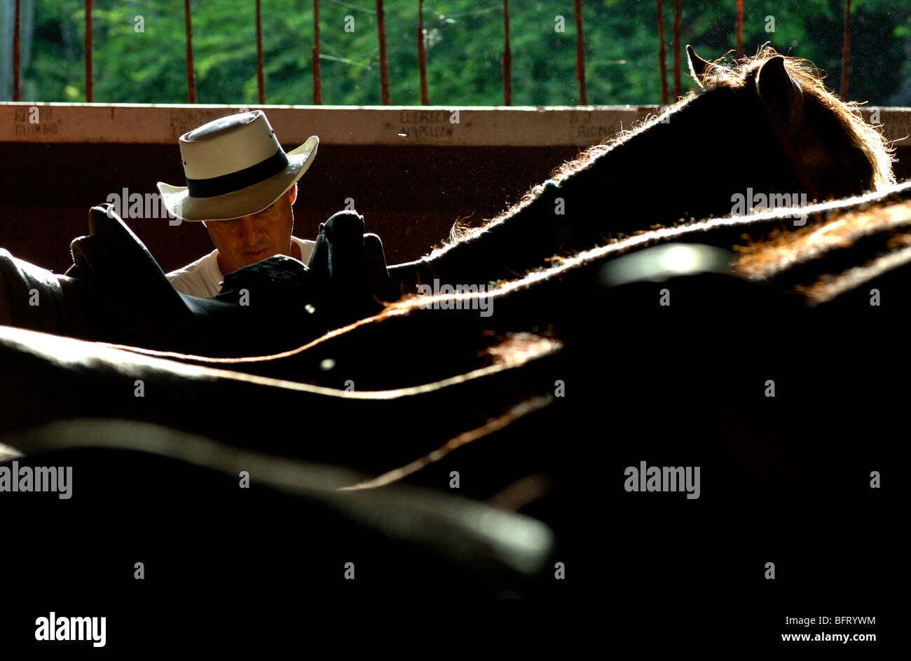 Cheval ranch daimari Banque de photographies et d’images à haute ...