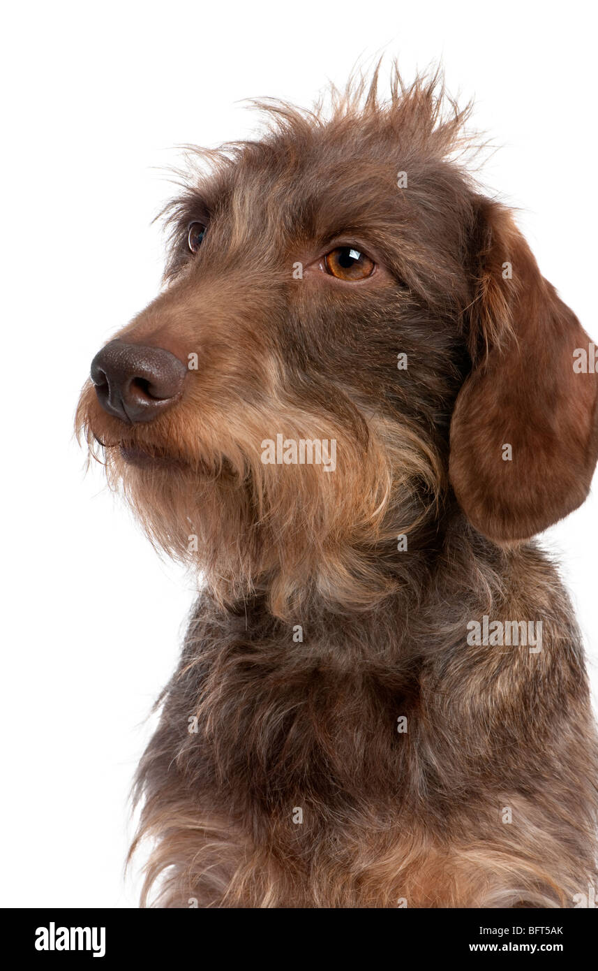 Teckel assis aux cheveux bruns Banque de photographies et d’images à ...