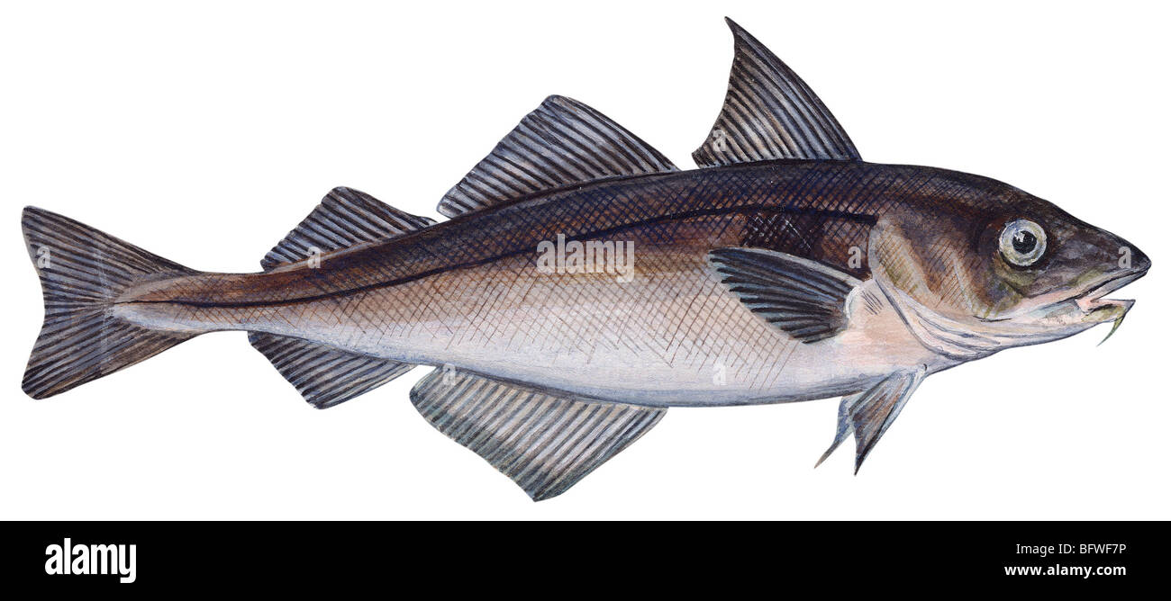 Aiglefin melanogrammus aeglefinus poisson Banque de photographies et d ...