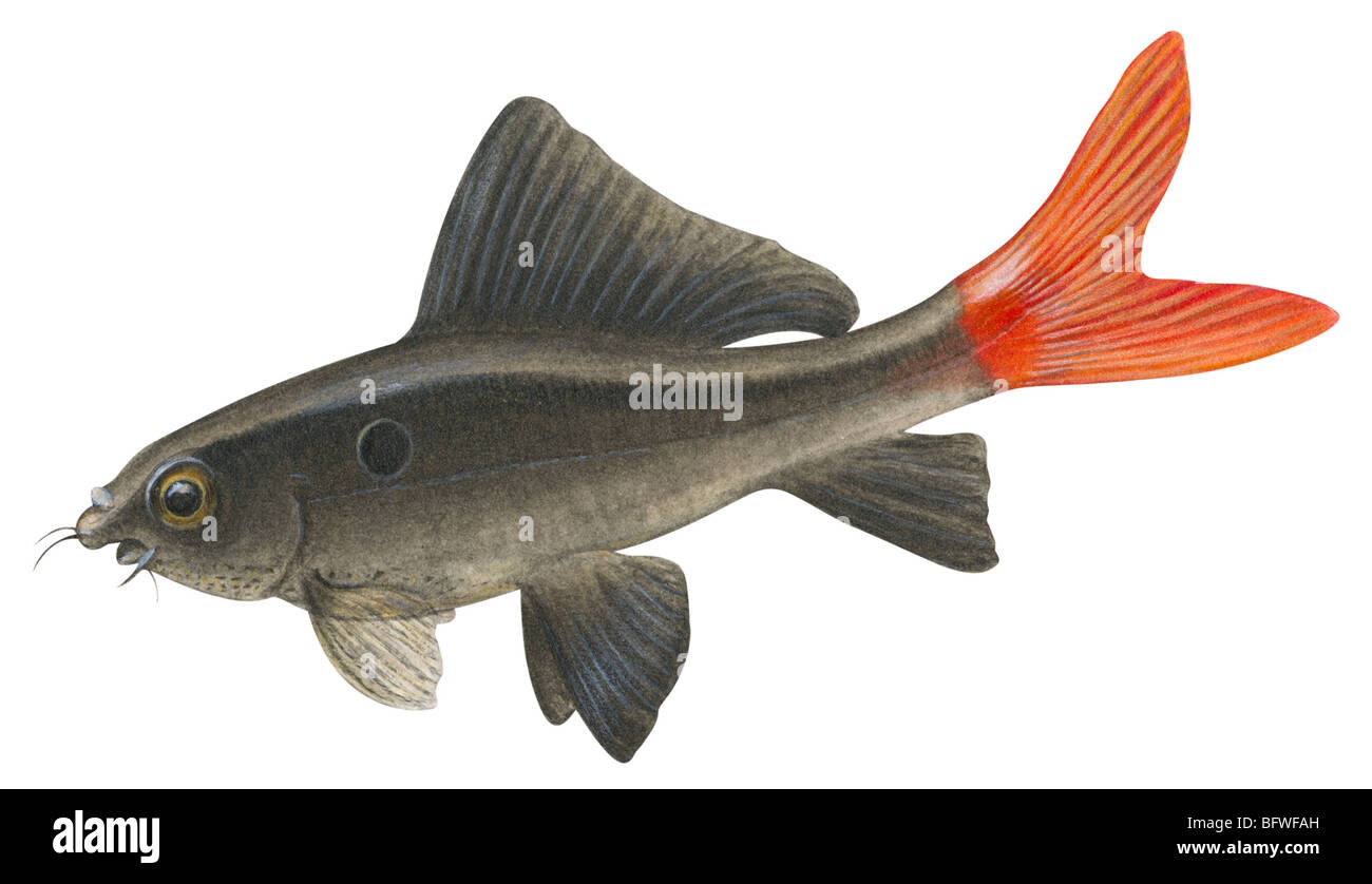 Requin épineux Banque de photographies et d’images à haute résolution ...