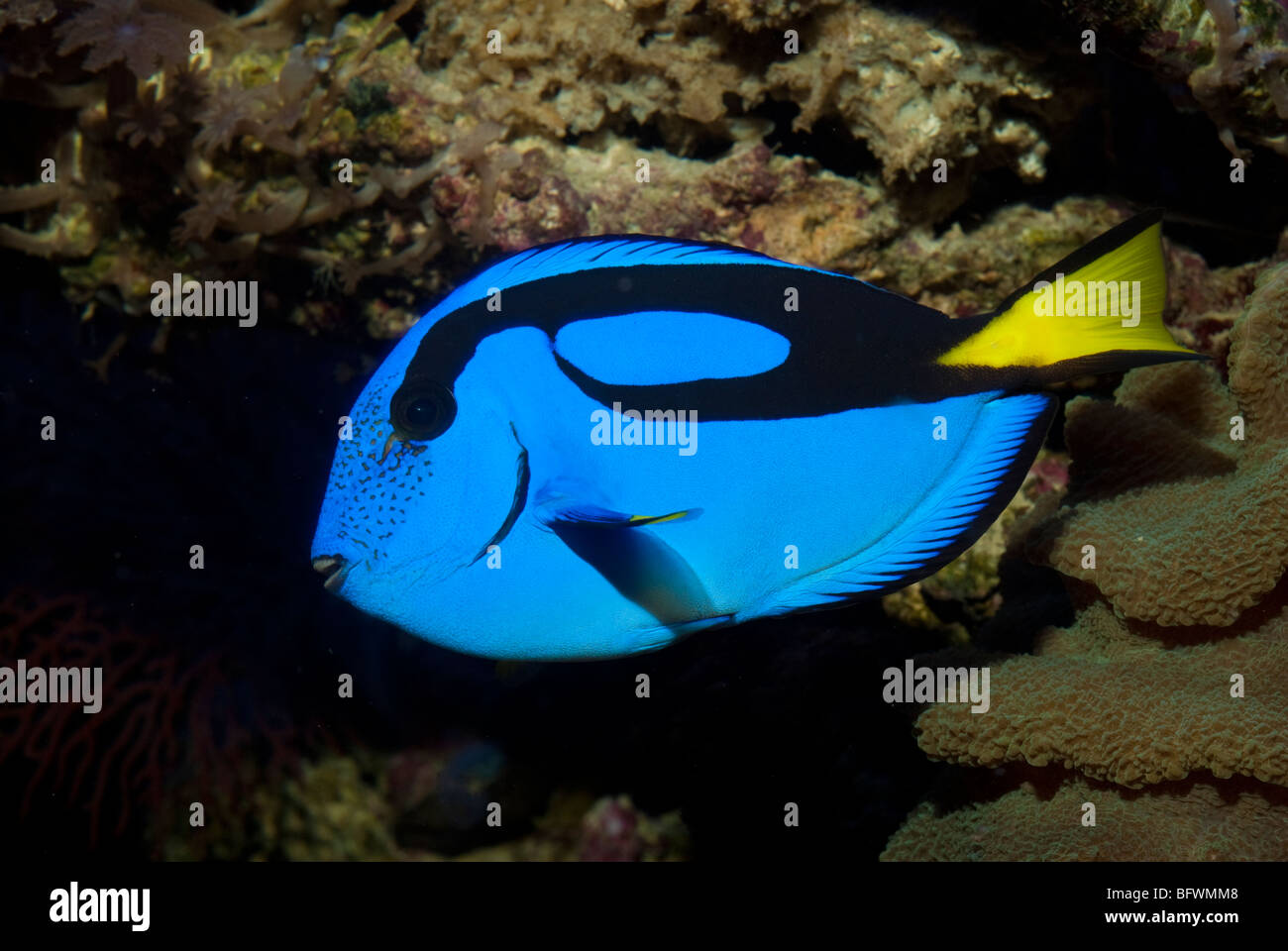 Paracanthurus hepatus Banque de photographies et d’images à haute ...