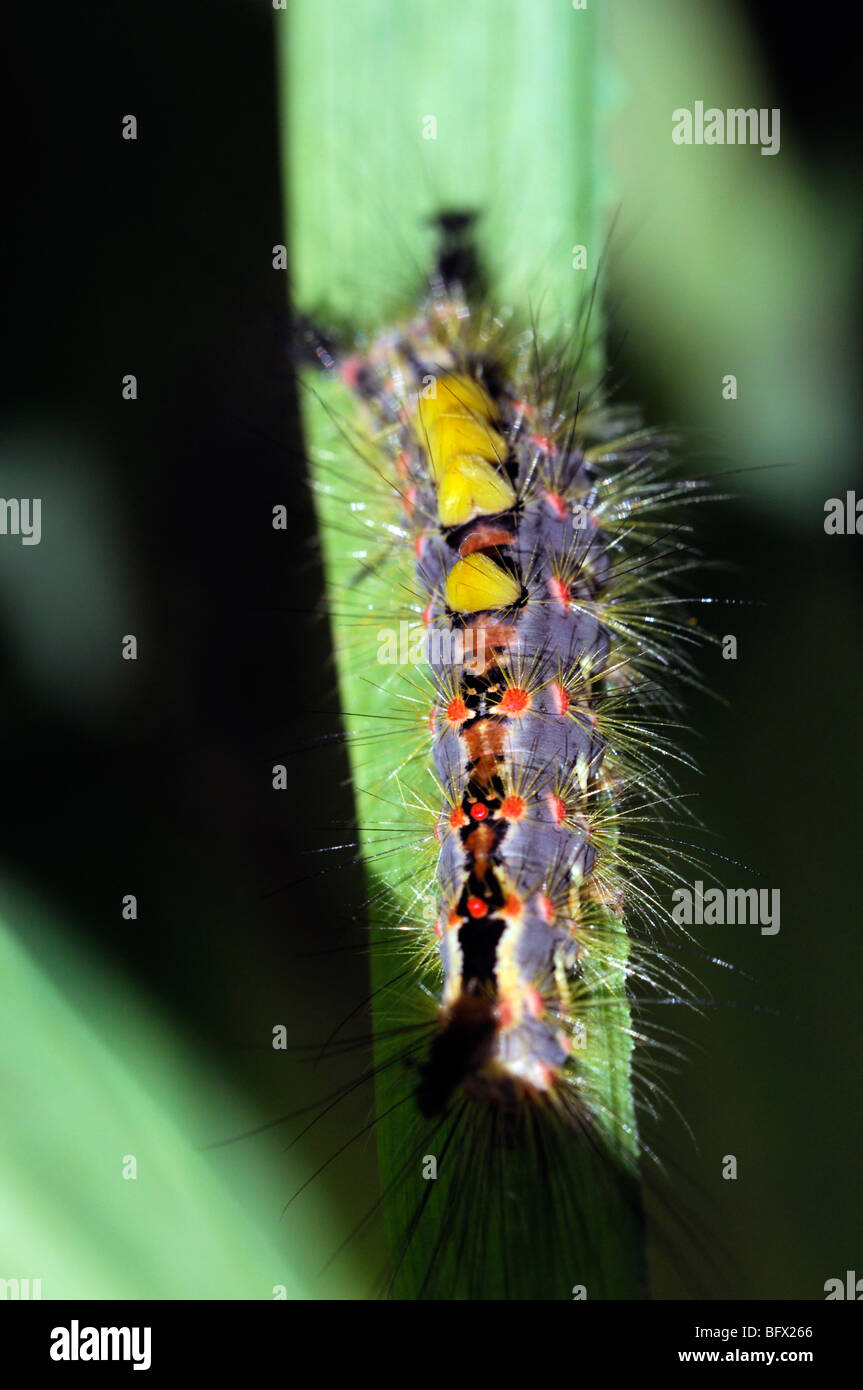 Orgyia antiqua Rusty Vaporer Tussock moth chenille larve se nourrissant ...