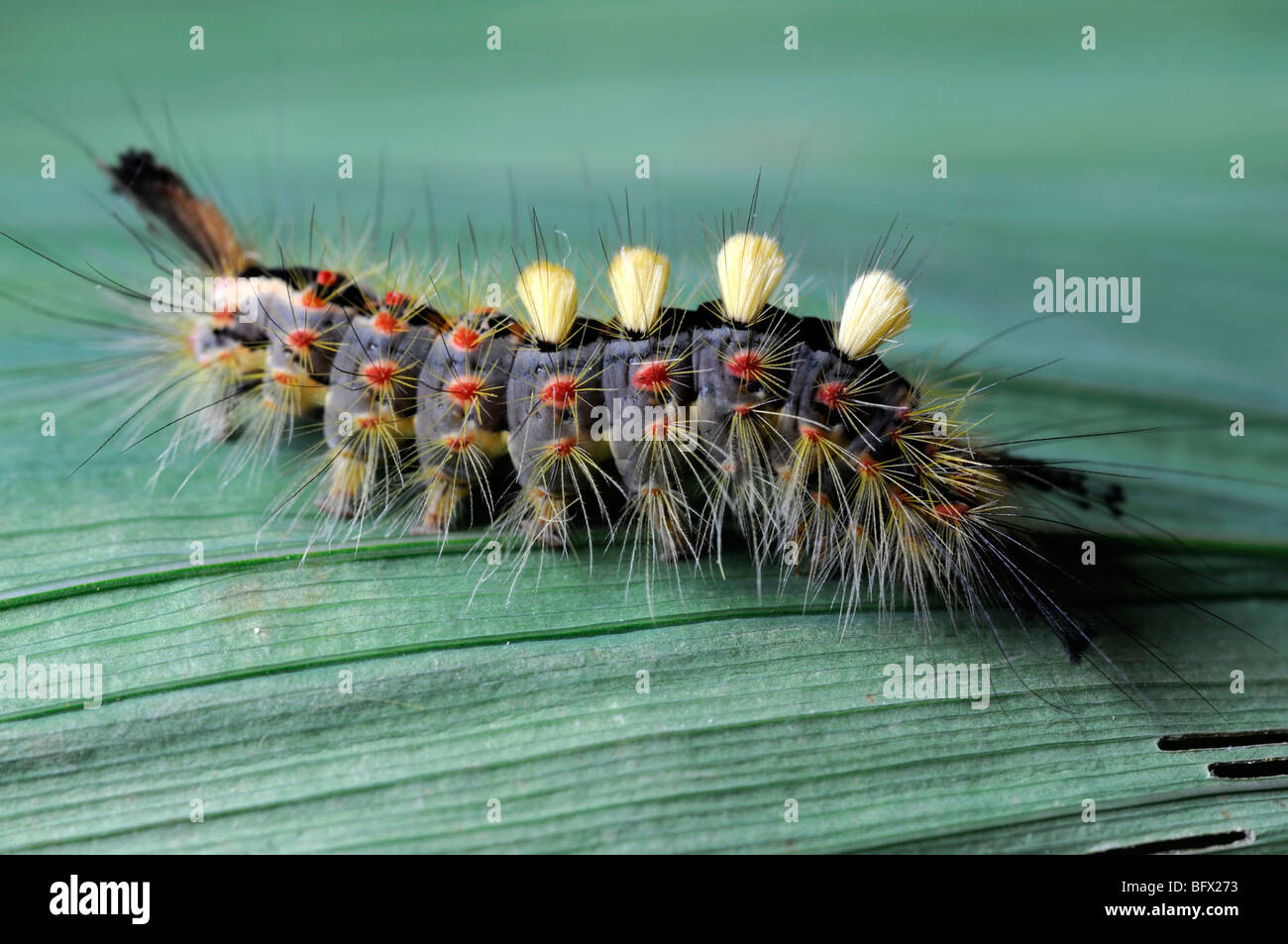 Orgyia antiqua Rusty Vaporer Tussock moth chenille larve se nourrissant ...