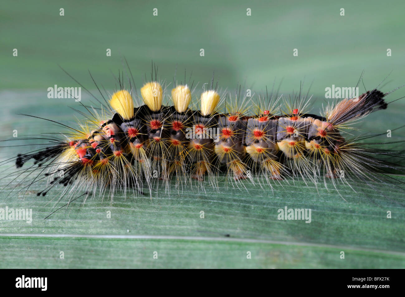 Orgyia antiqua Rusty Vaporer Tussock moth chenille larve se nourrissant ...