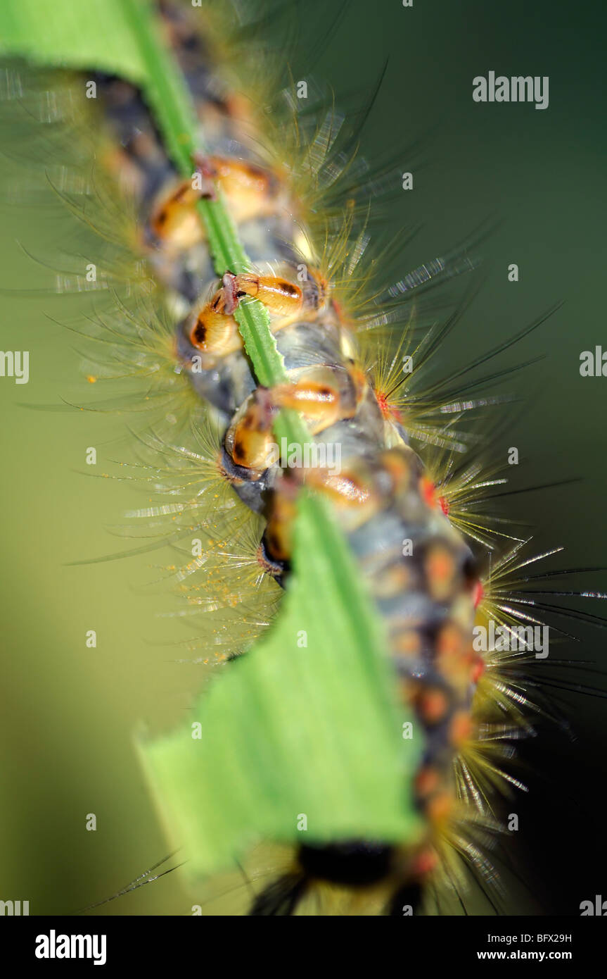 Orgyia antiqua Rusty Vaporer Tussock moth chenille larve se nourrissant ...