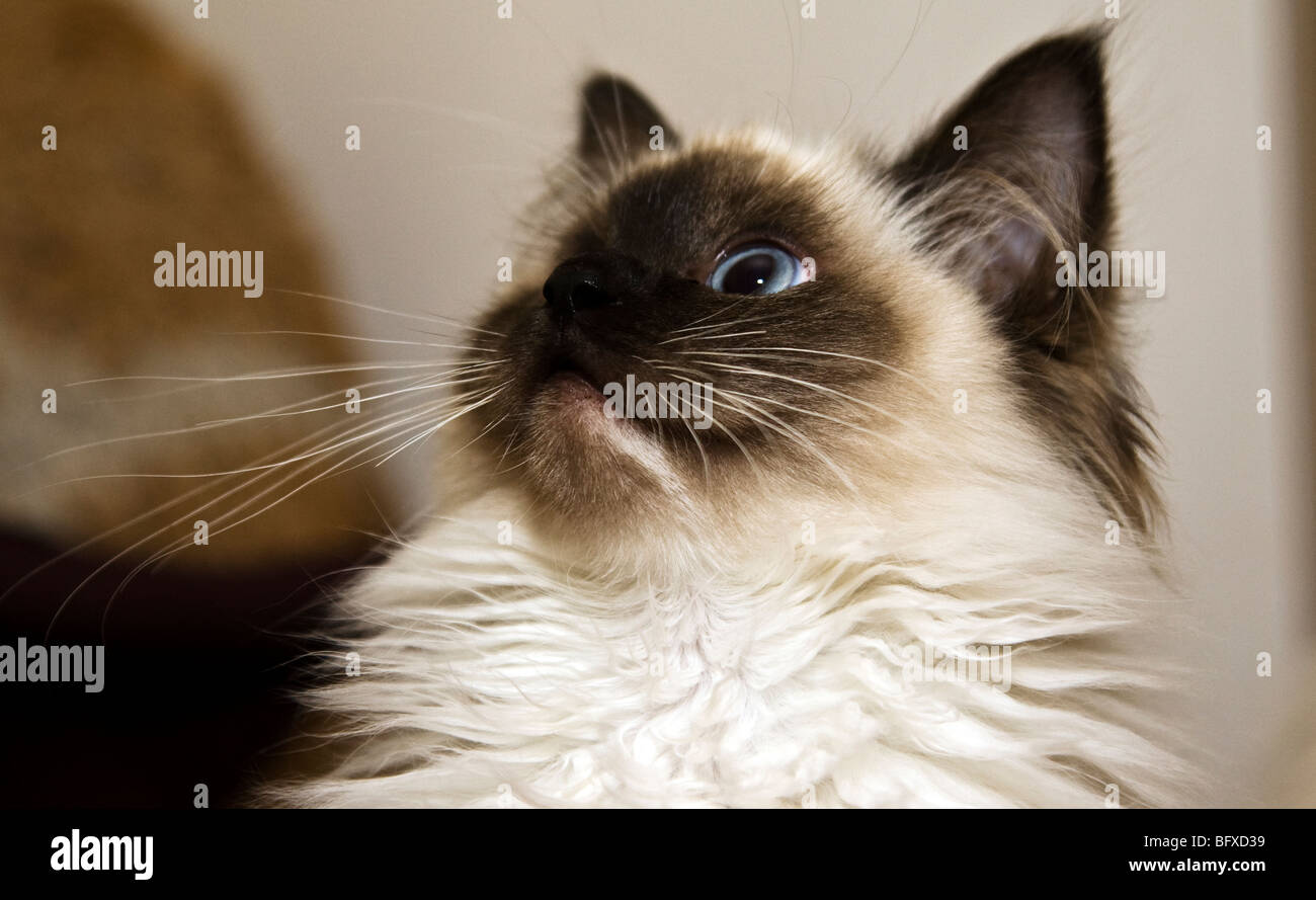 Ragdoll chaton mignon Banque de photographies et d’images à haute ...