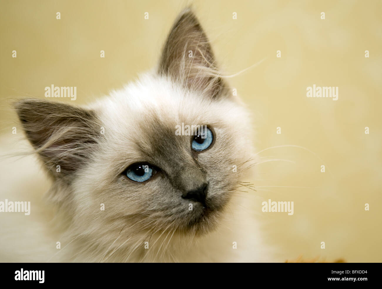 Ragdoll chaton mignon Banque de photographies et d’images à haute ...