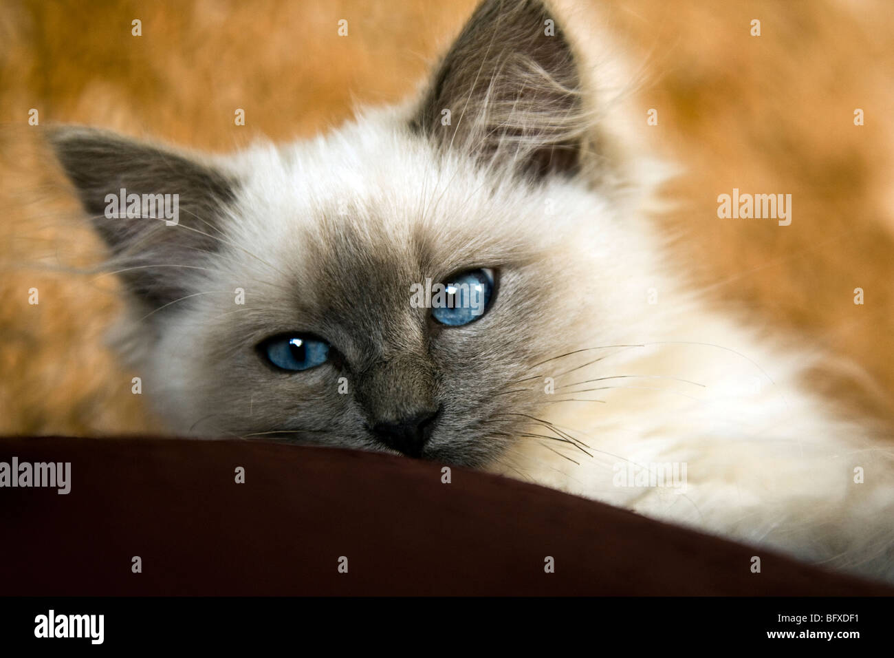 Ragdoll chaton mignon Banque de photographies et d’images à haute ...