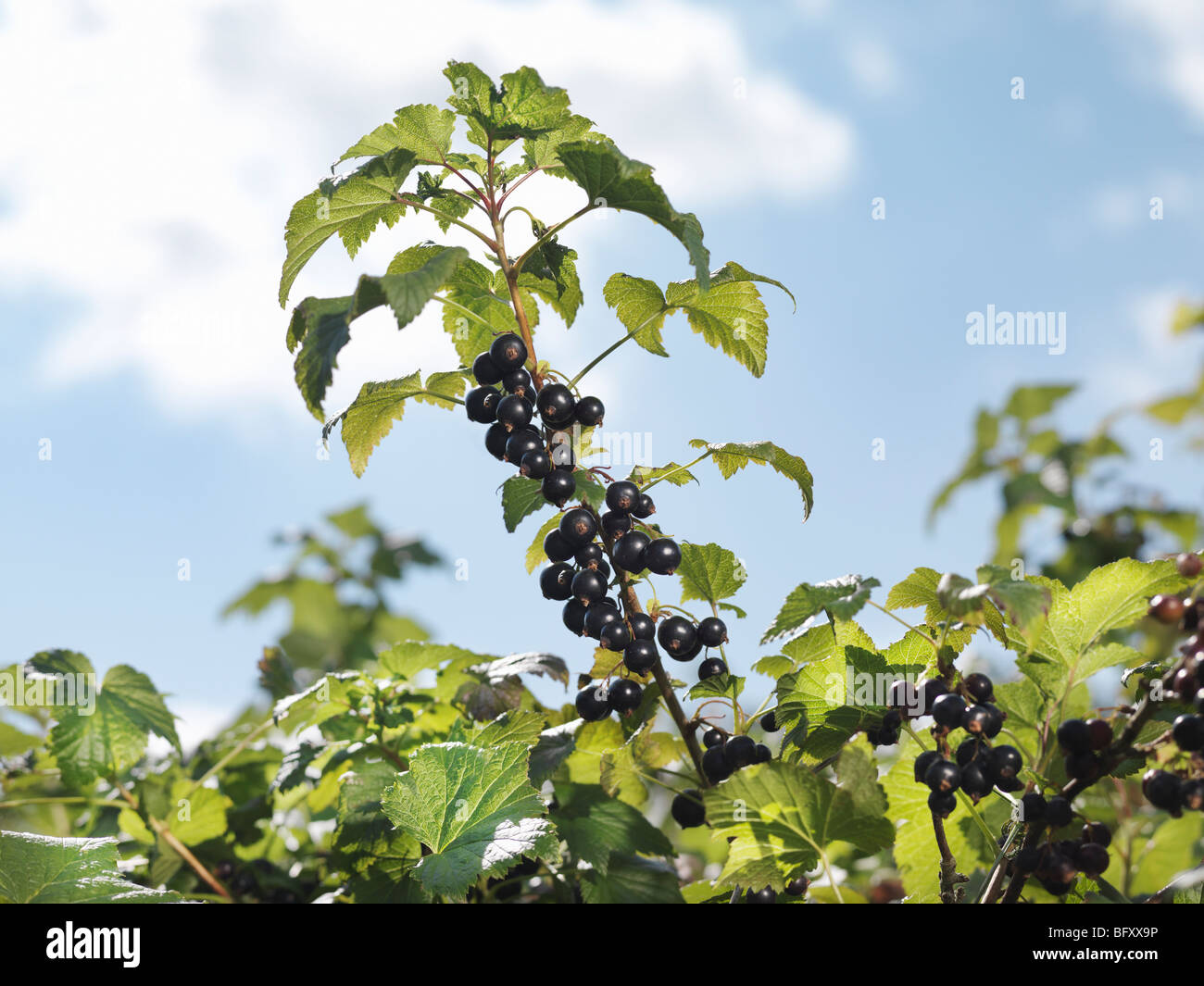 Arbusto de vegetacion Banque de photographies et d’images à haute ...