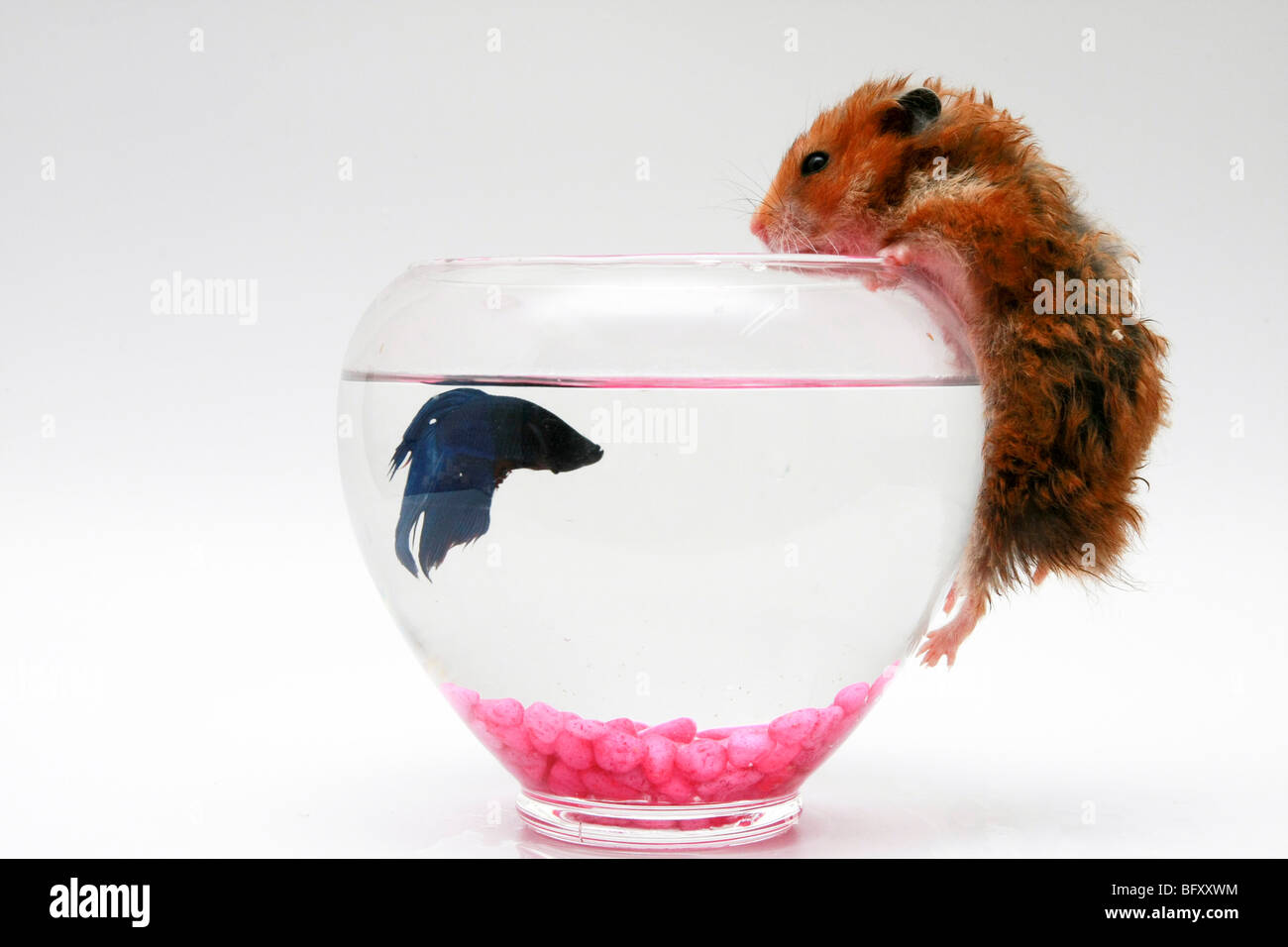 Baby hamster Banque de photographies et d’images à haute résolution - Alamy