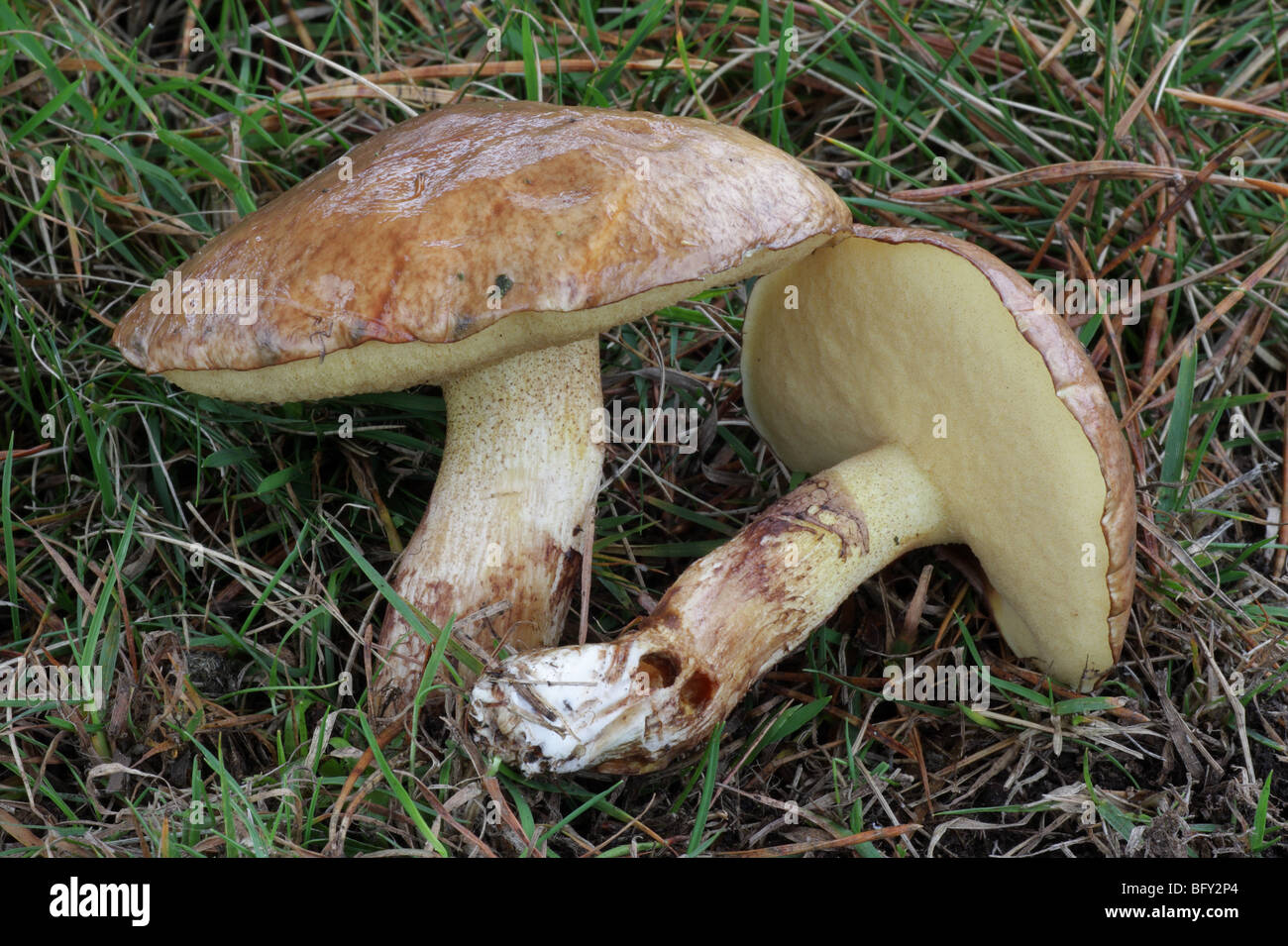 Suillus luteus Banque de photographies et d’images à haute résolution ...