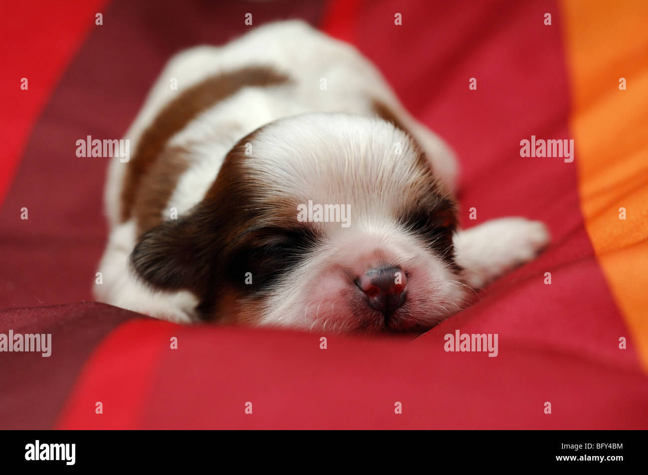 Chiots de naissance Banque de photographies et d’images à haute ...