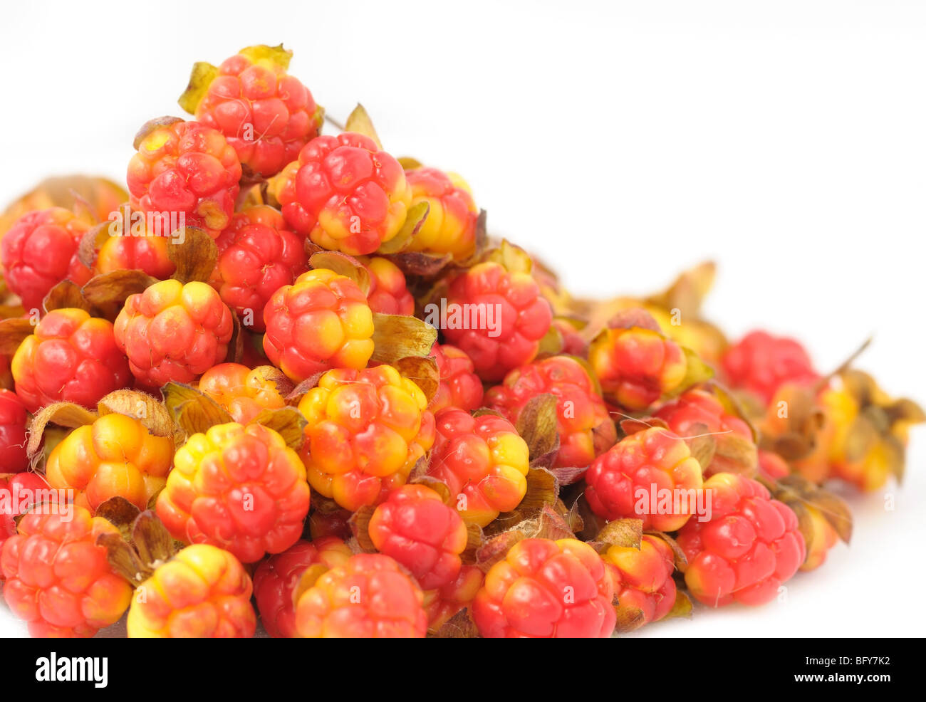 Cloudberry rubus Banque d'images détourées - Alamy