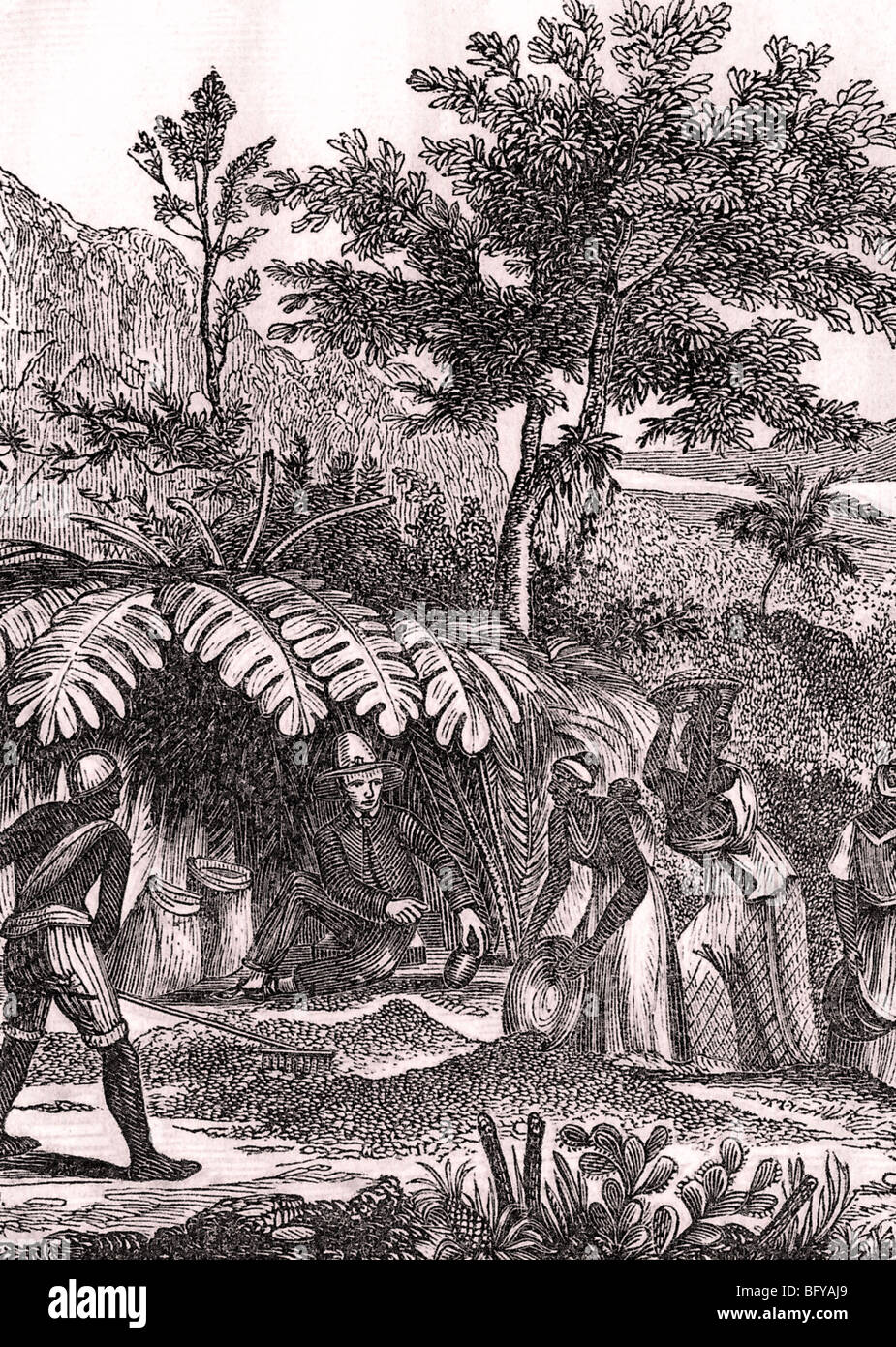 Esclaves sur une plantation de café du Brésil au début des années 1800 ...