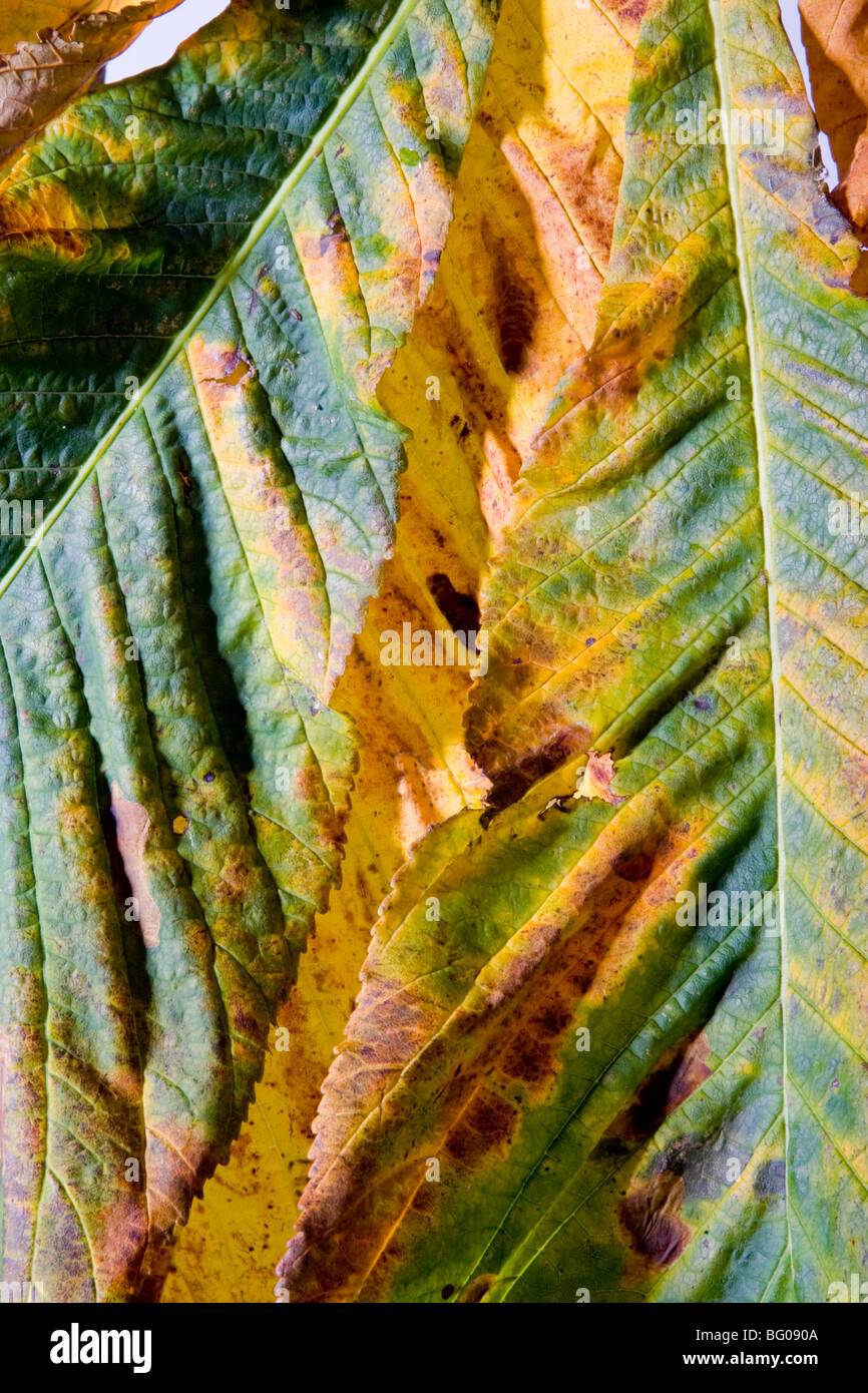 À partir de feuilles d'un Marronnier Aesculus hippocastanum ...