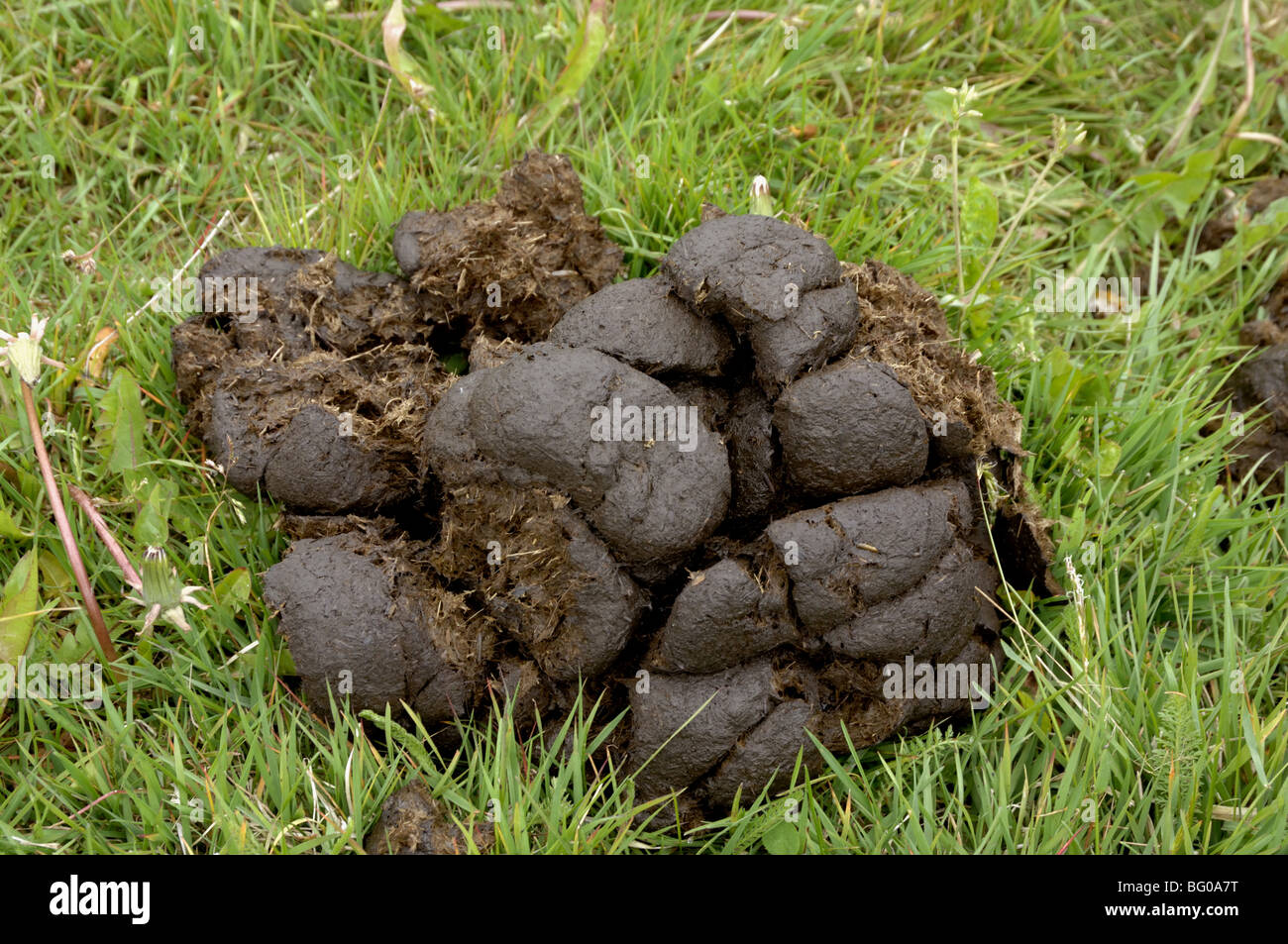 Crottes d'animaux Banque de photographies et d’images à haute ...