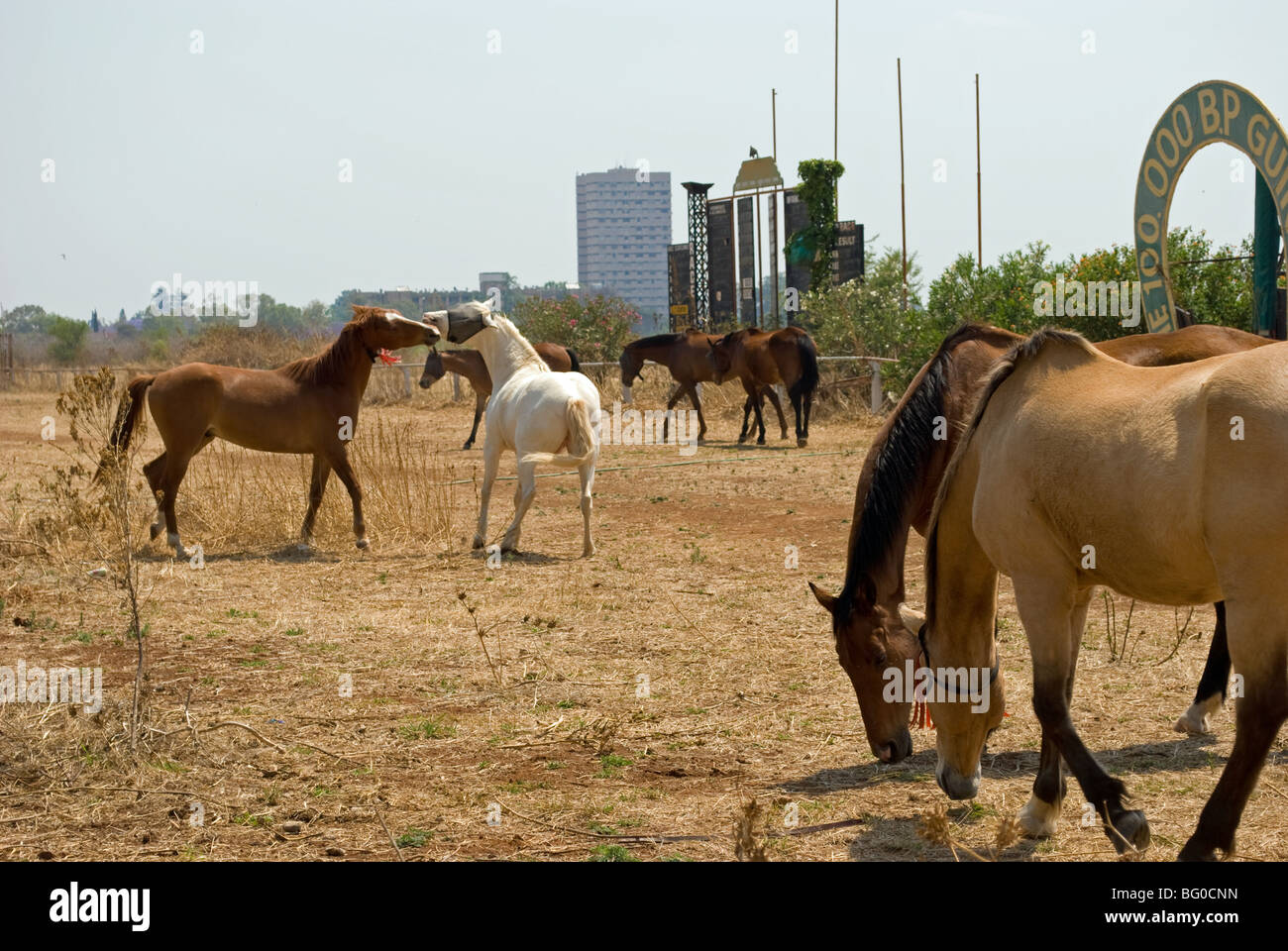 Chevaux jouer et se nourrissent d'Ascot race course à Bulawayo ...