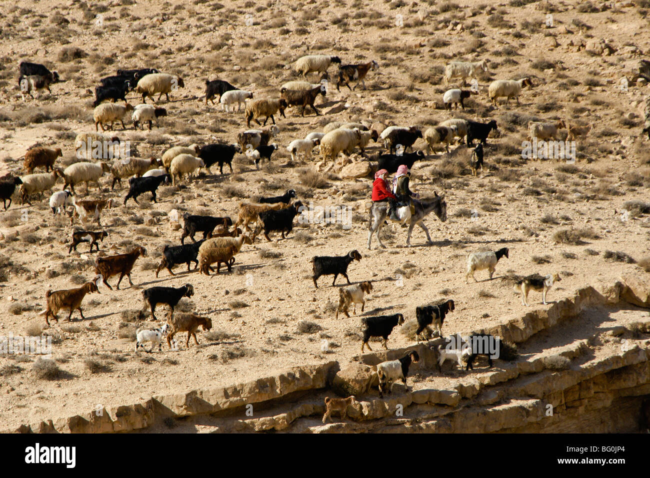 Mouton arabe Banque de photographies et d’images à haute résolution - Alamy