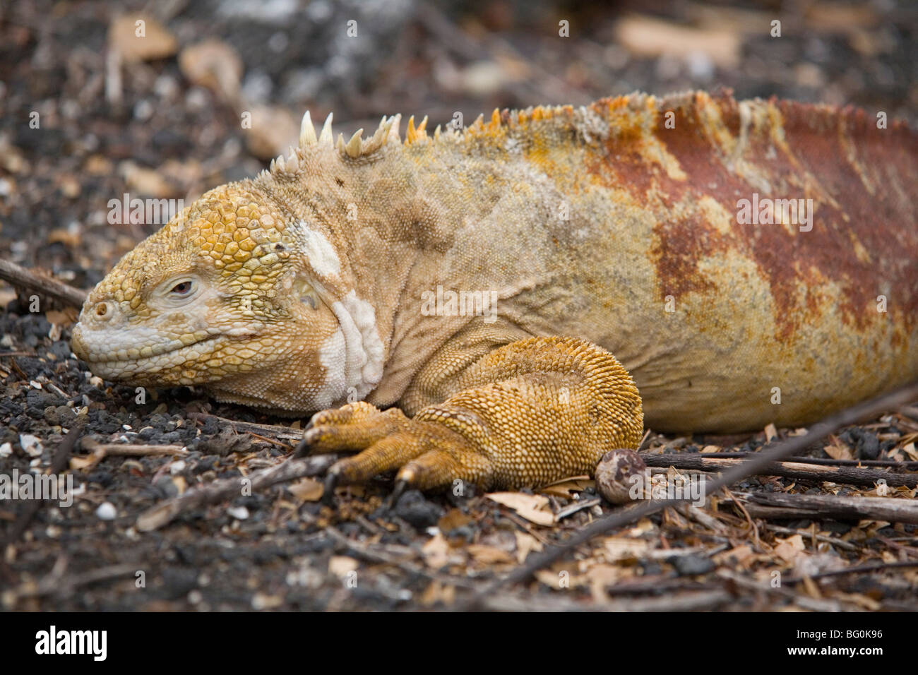 L'île Isabela, iguane terrestre des Galapagos, Equateur, Amérique du ...
