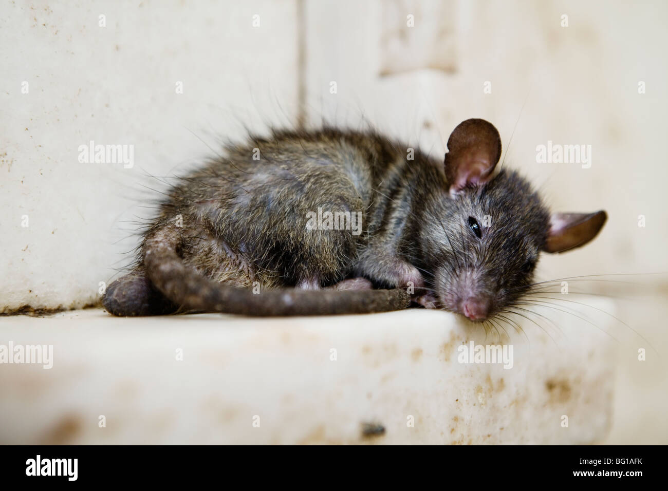 Rat sleeping karni mata temple Banque de photographies et d’images à ...